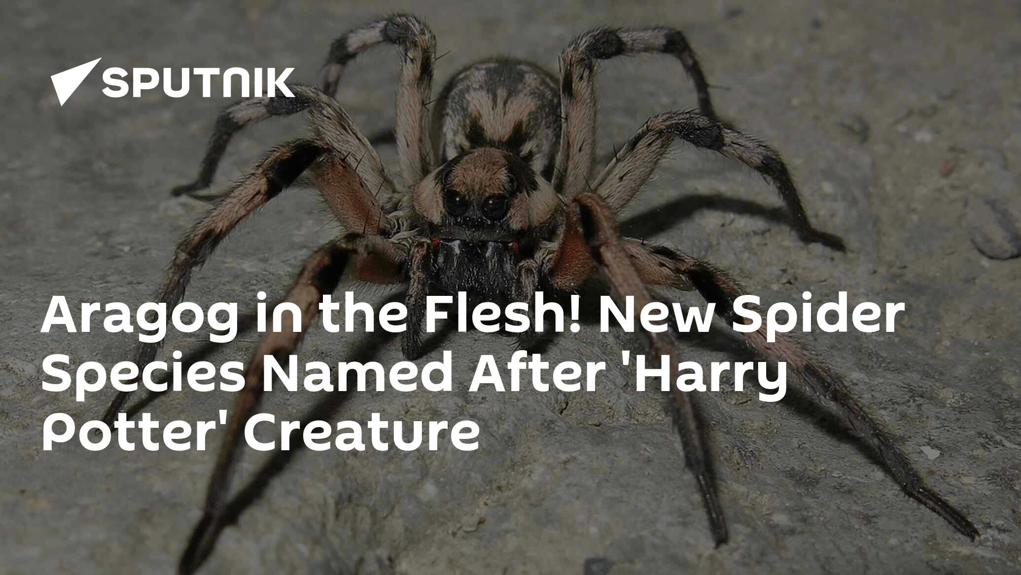 Aragog in the Flesh! New Spider Species Named After 'Harry Potter ...