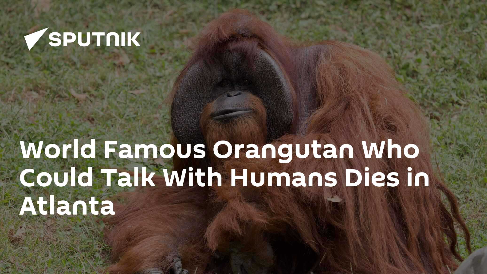 World Famous Orangutan Who Could Talk With Humans Dies in Atlanta - 08. ...