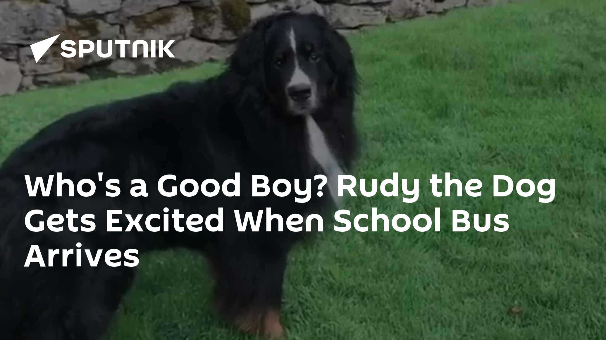 Who's a Good Boy? Rudy the Dog Gets Excited When School Bus Arrives ...