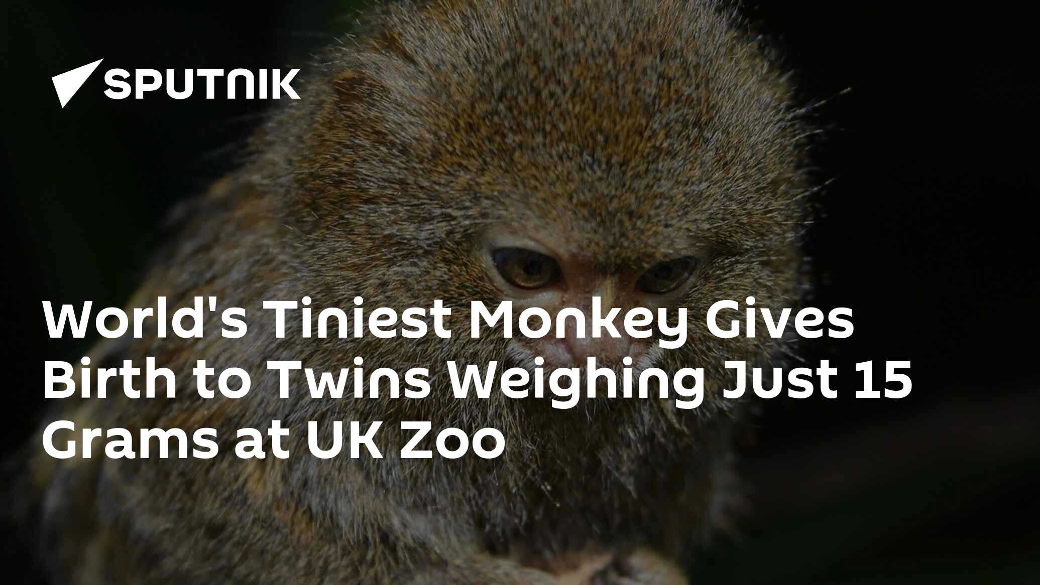 World's Tiniest Monkey Gives Birth to Twins Weighing Just 15 Grams at ...