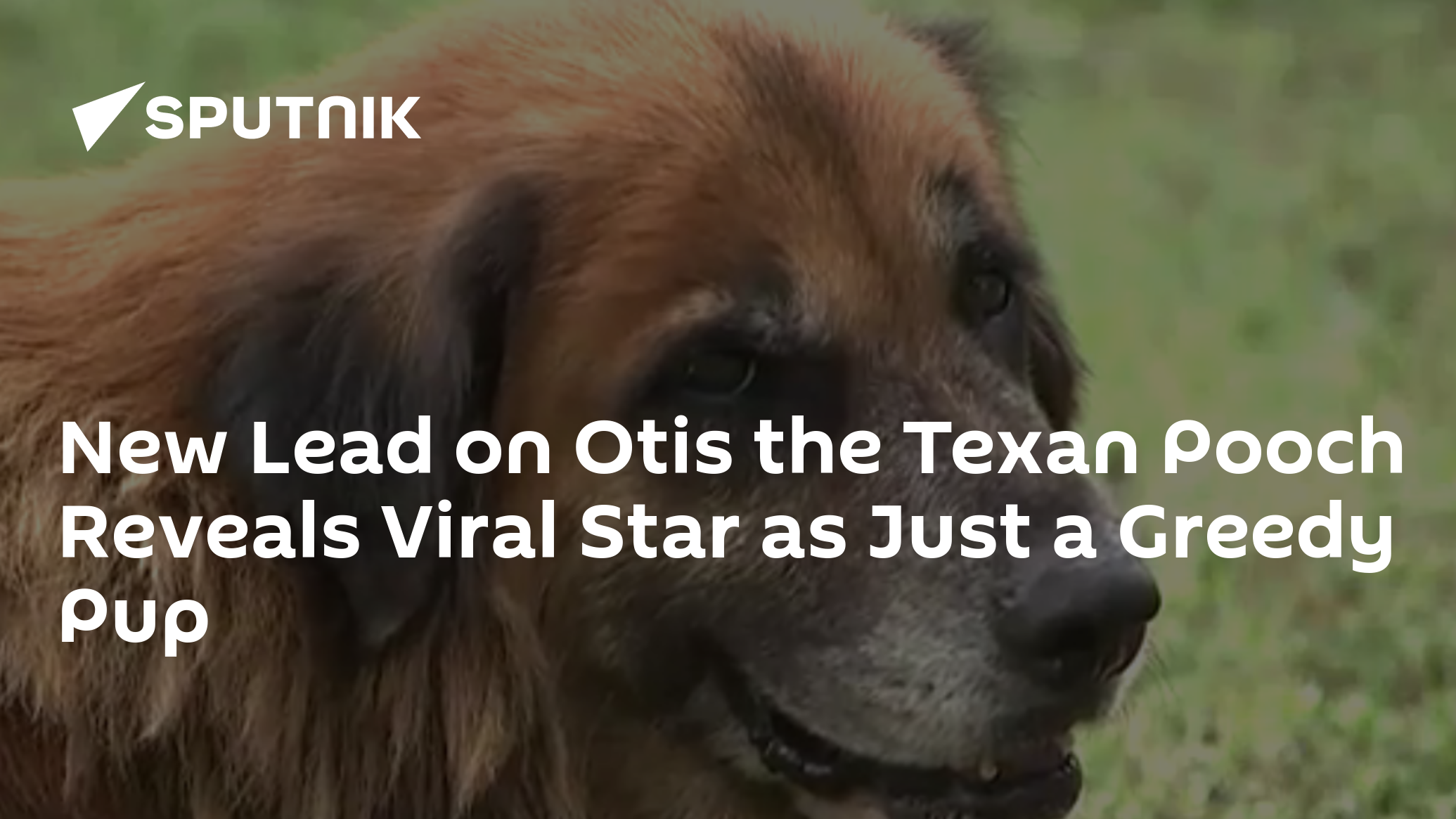 New Lead on Otis the Texan Pooch Reveals Viral Star as Just a Greedy ...