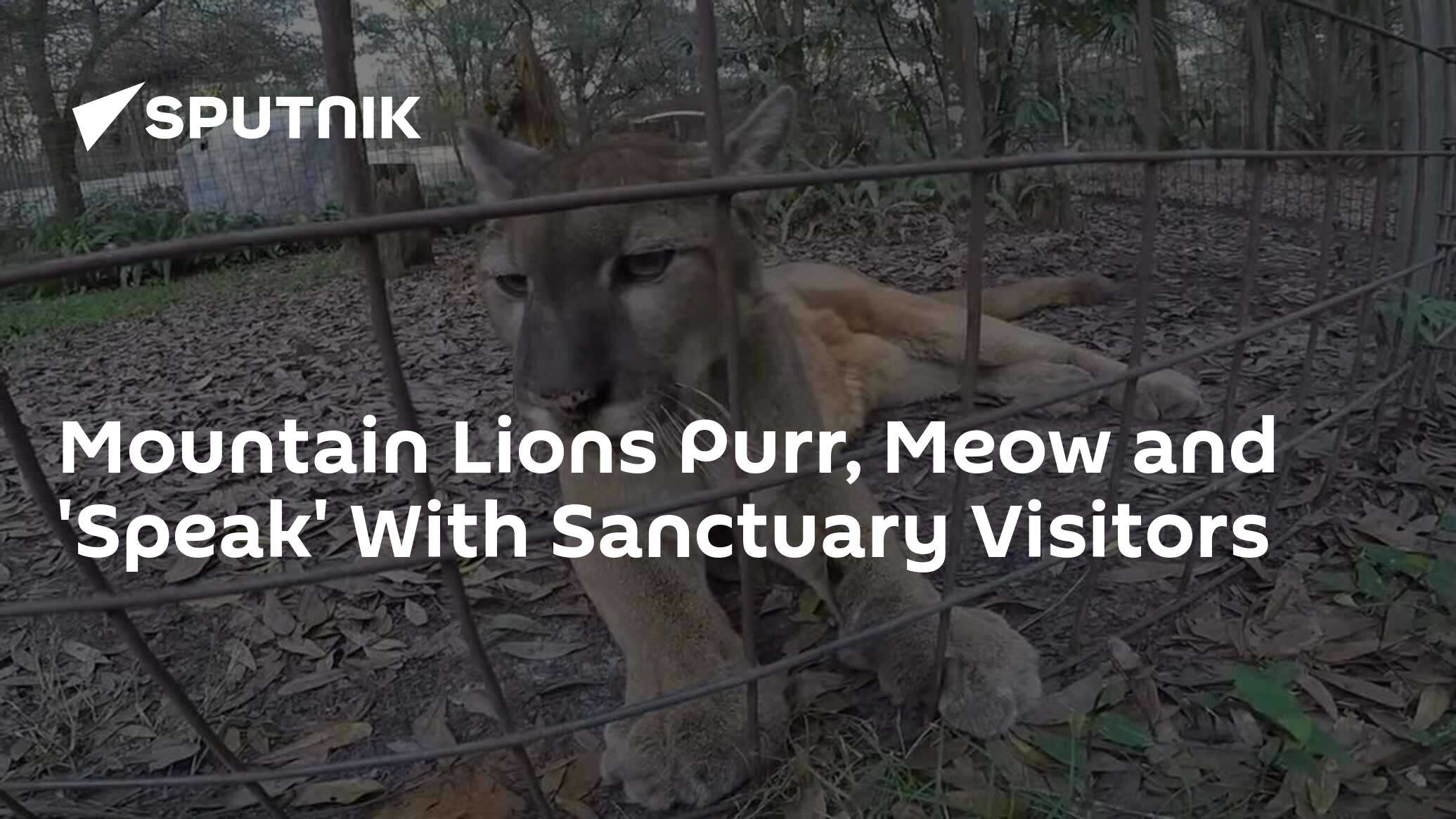 Mountain Lions Purr, Meow and 'Speak' With Sanctuary Visitors - 12.09. ...