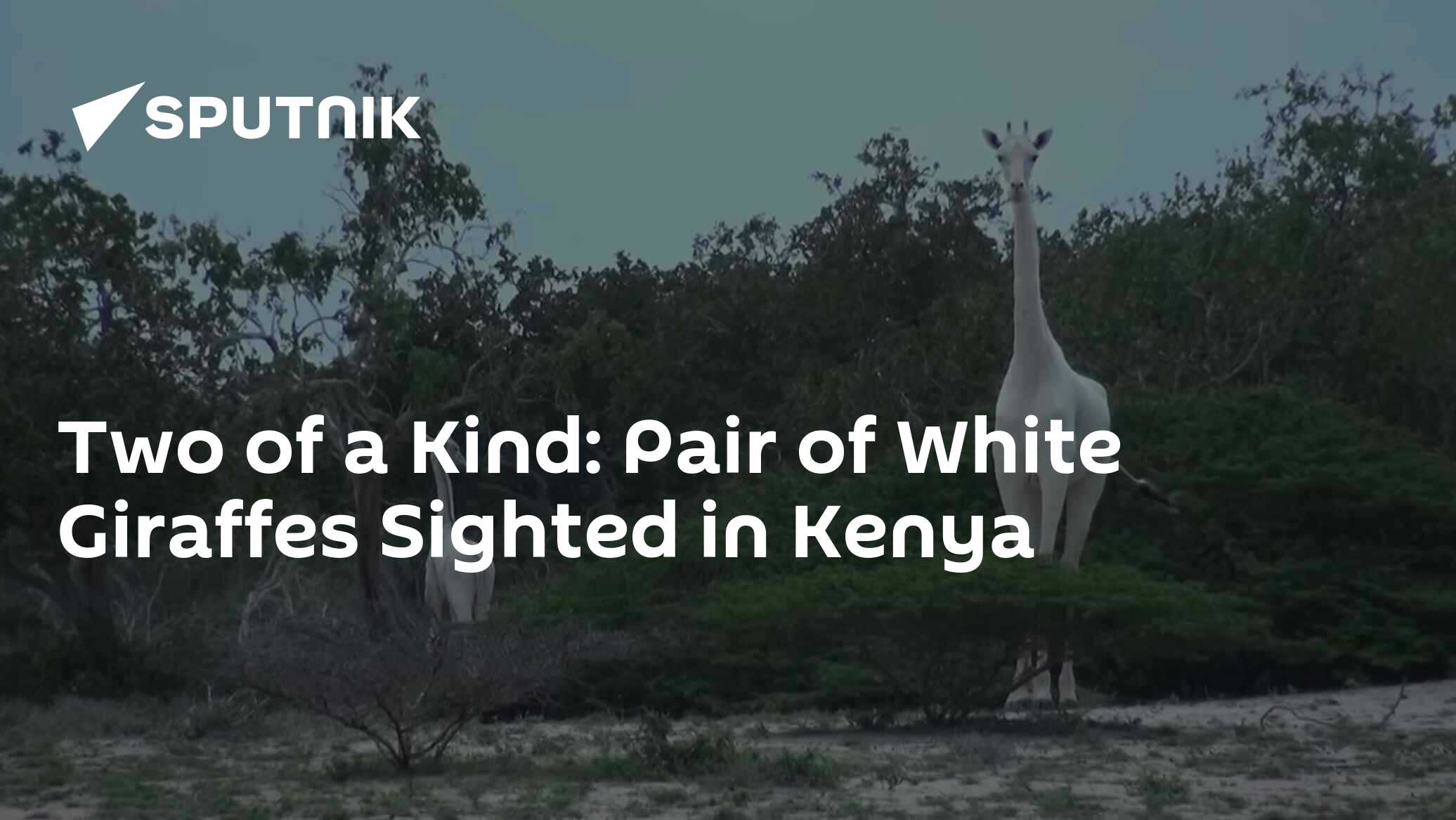 Two of a Kind: Pair of White Giraffes Sighted in Kenya - 16.09.2017 ...