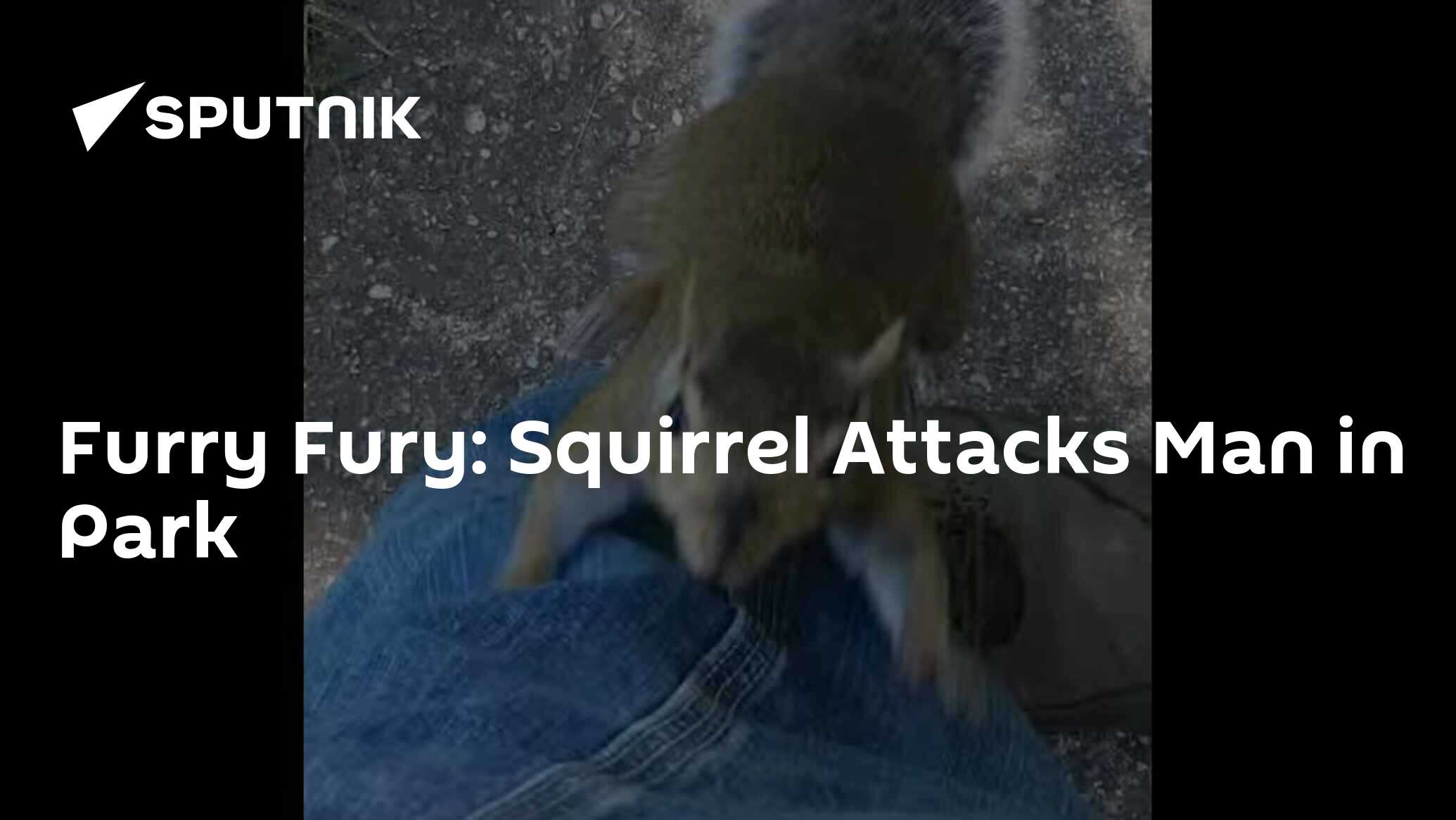 Furry Fury: Squirrel Attacks Man in Park - 17.09.2017, Sputnik ...