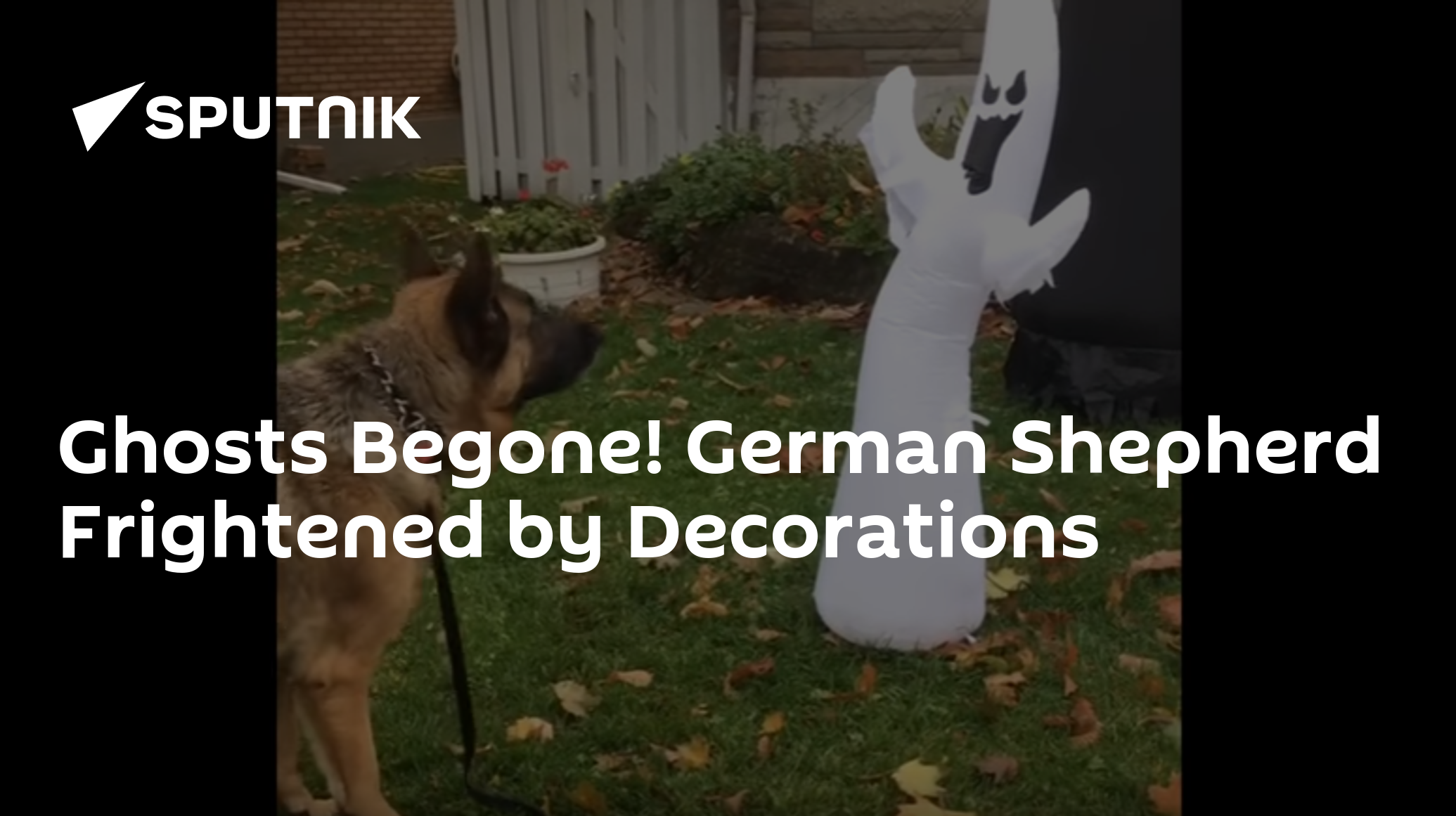Ghosts Begone! German Shepherd Frightened by Decorations - 18.09.2017 ...
