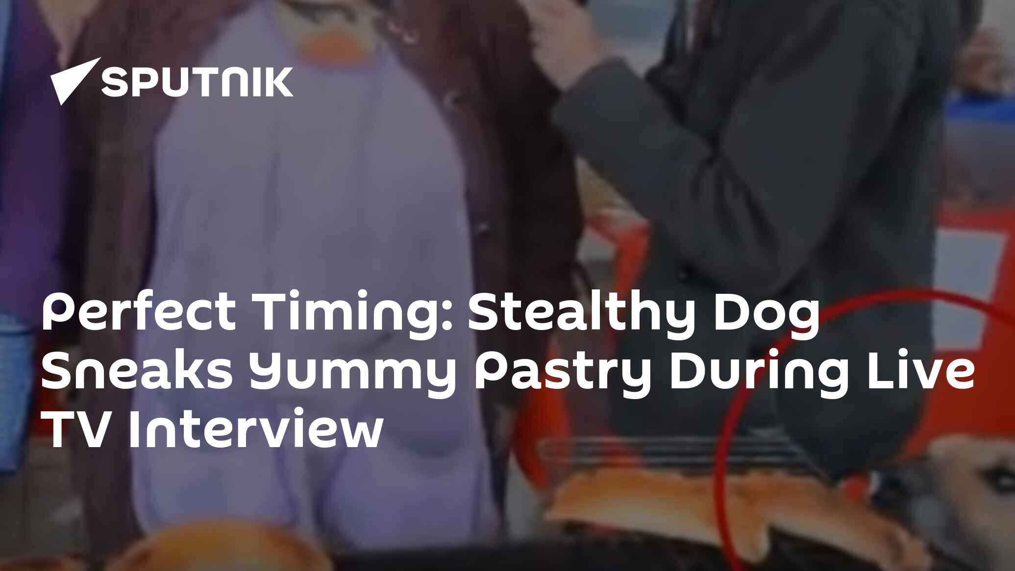 Perfect Timing: Stealthy Dog Sneaks Yummy Pastry During Live TV ...