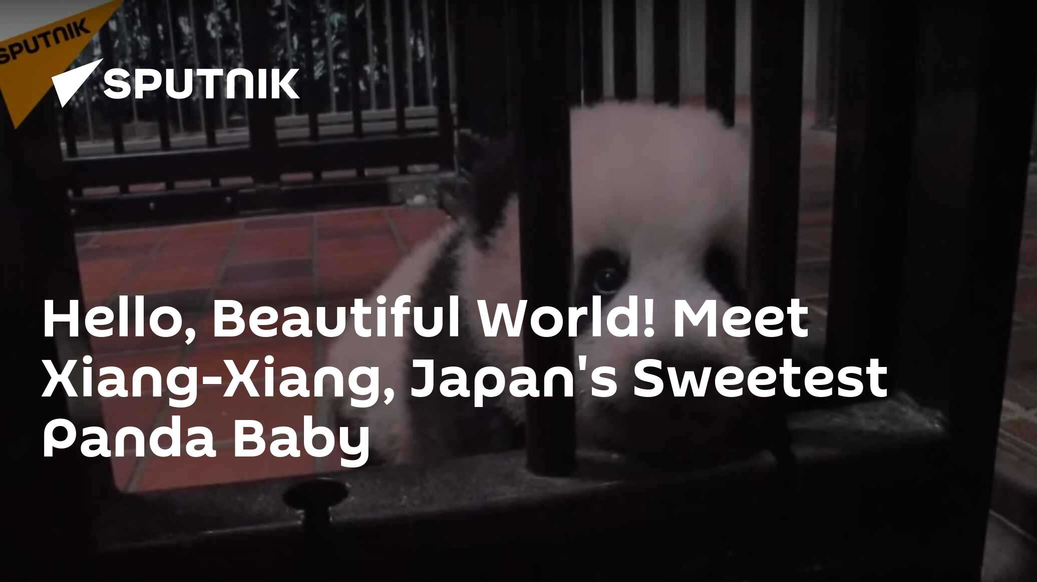 Hello, Beautiful World! Meet Xiang-Xiang, Japan's Sweetest Panda Baby ...