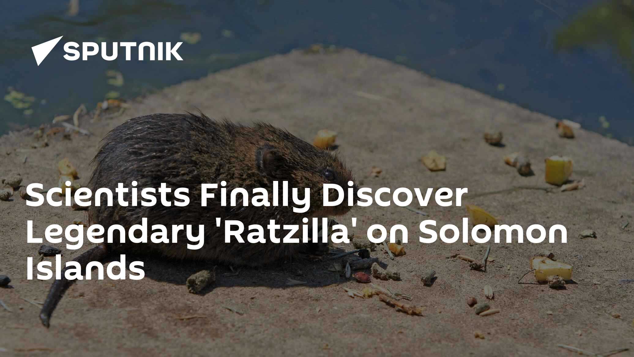 Scientists Finally Discover Legendary 'Ratzilla' on Solomon Islands ...