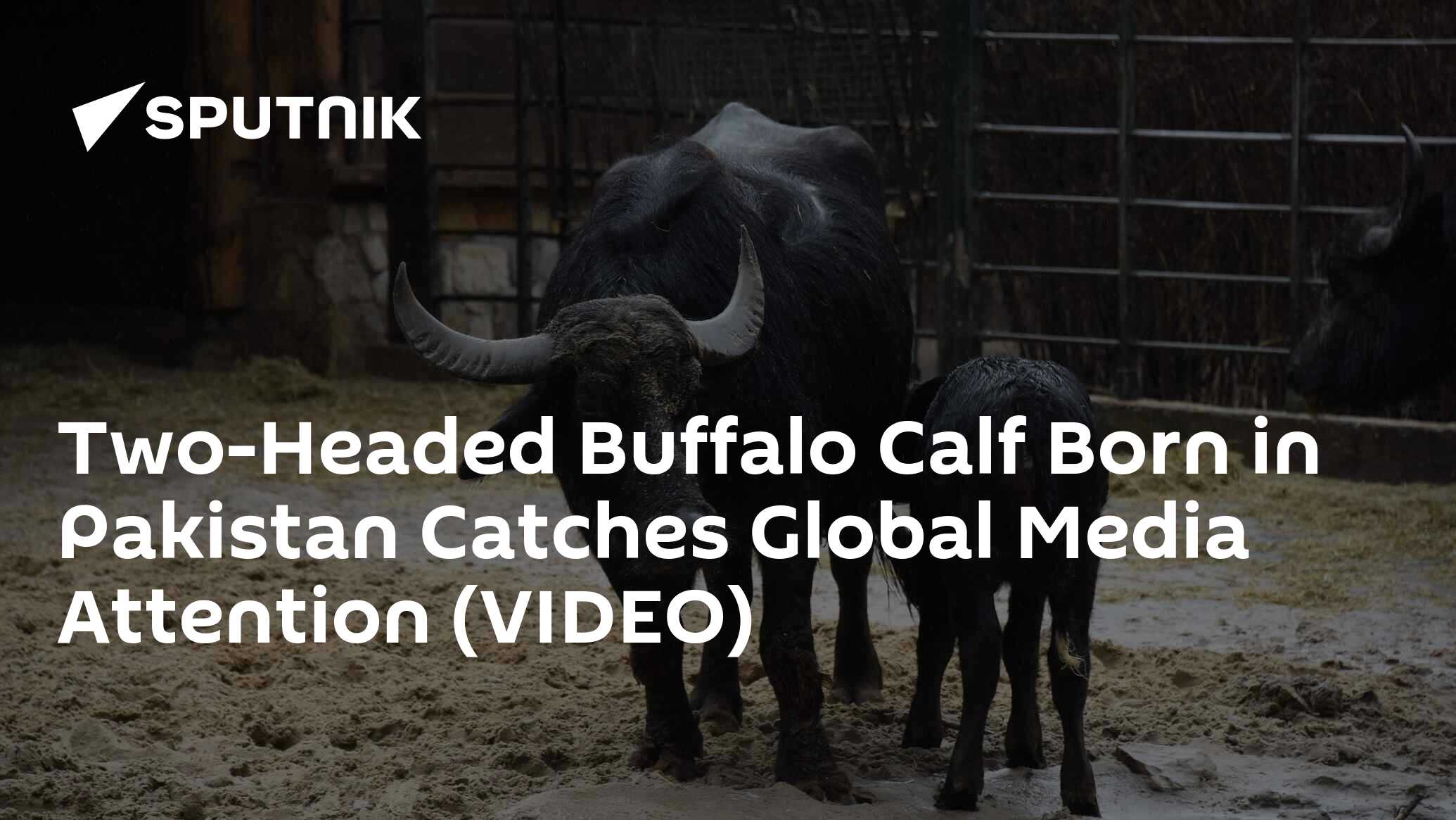 Two-Headed Buffalo Calf Born in Pakistan Catches Global Media Attention ...