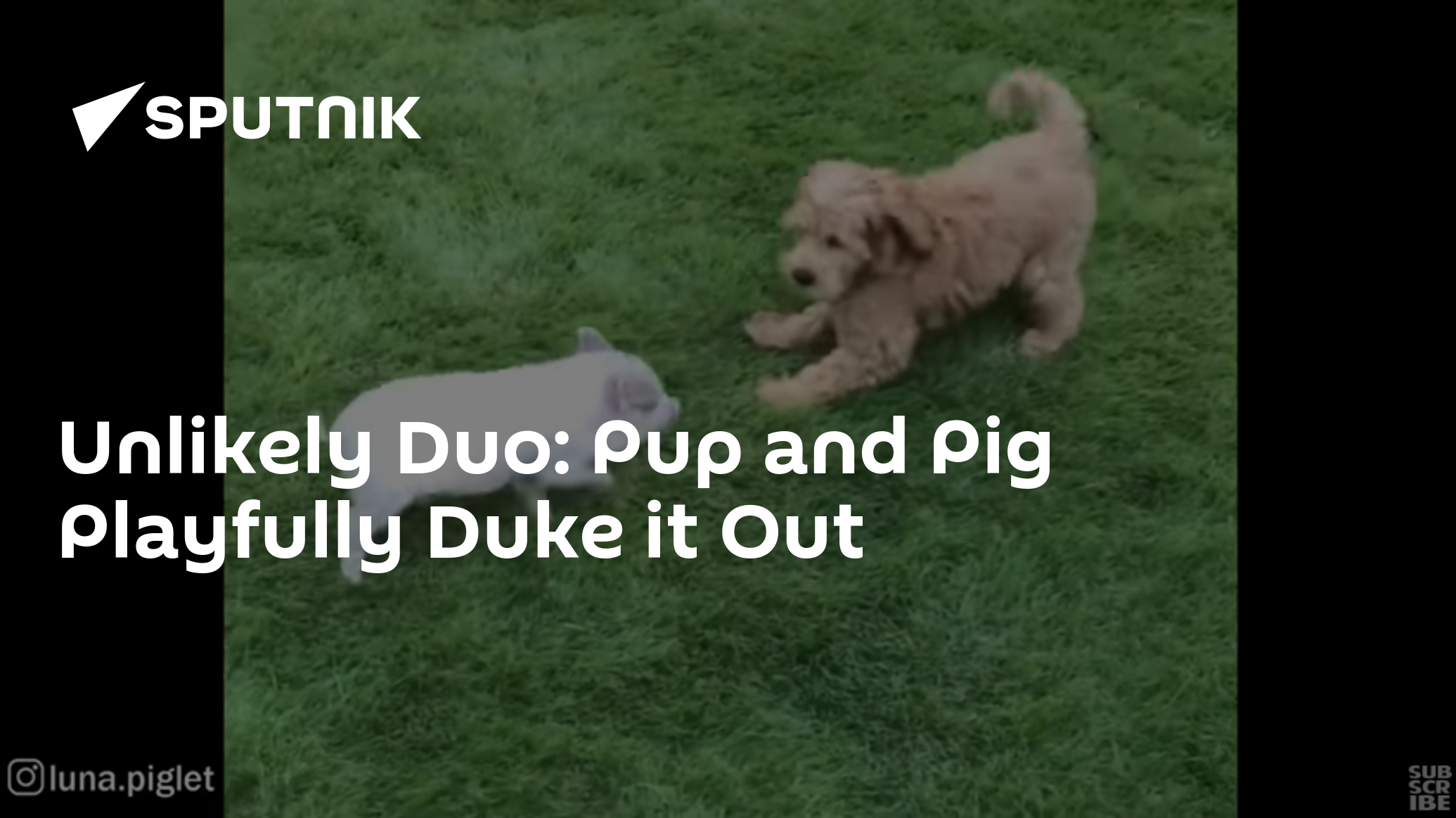 Unlikely Duo: Pup and Pig Playfully Duke it Out - 04.10.2017, Sputnik ...