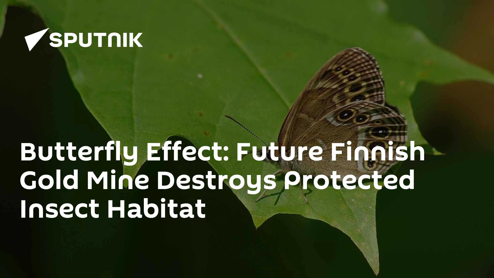 Butterfly Effect: Future Finnish Gold Mine Destroys Protected Insect ...