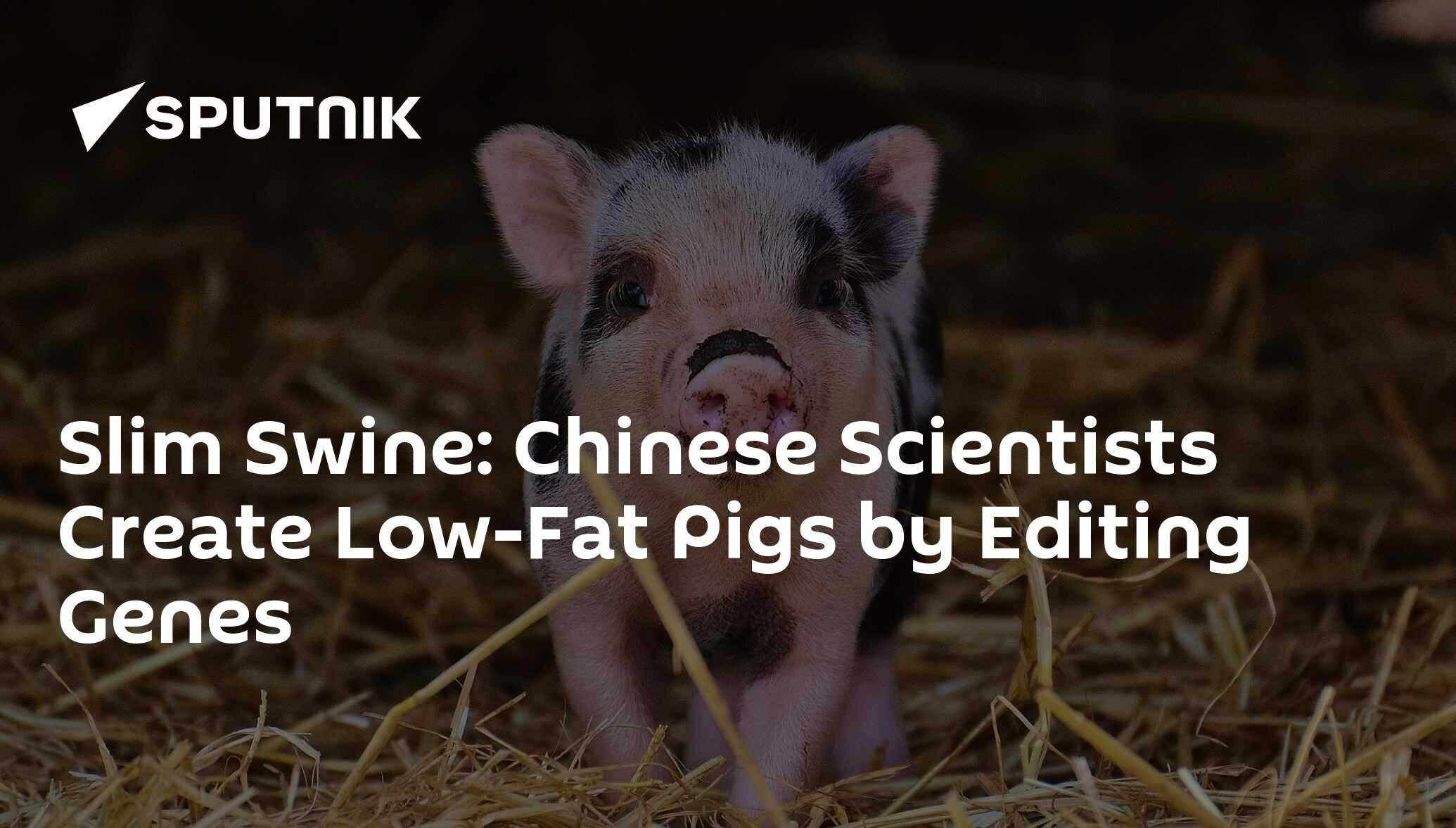 Slim Swine: Chinese Scientists Create Low-Fat Pigs by Editing Genes ...