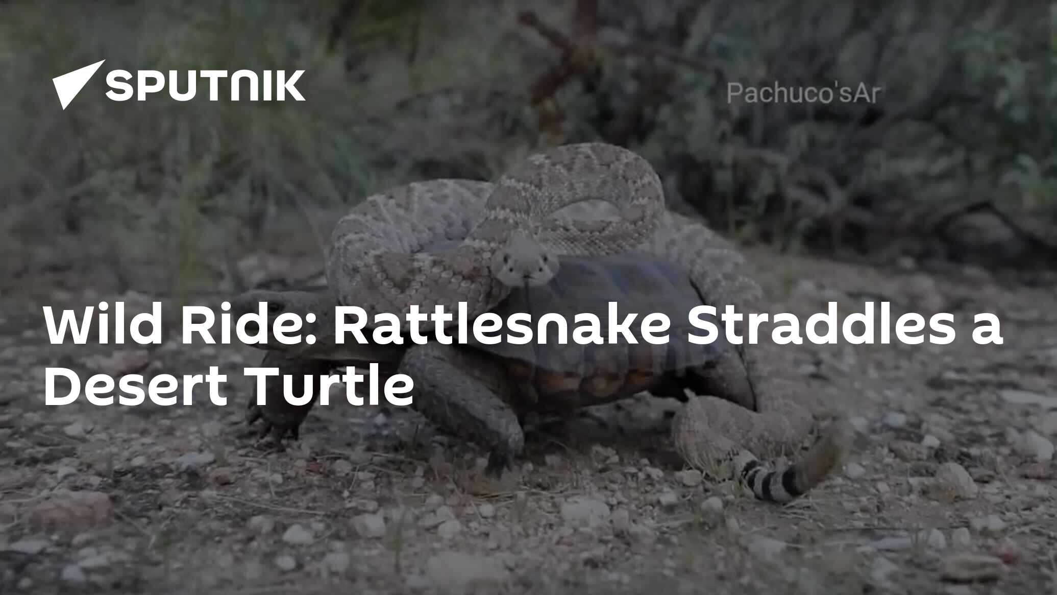 Wild Ride: Rattlesnake Straddles a Desert Turtle - 29.10.2017, Sputnik ...