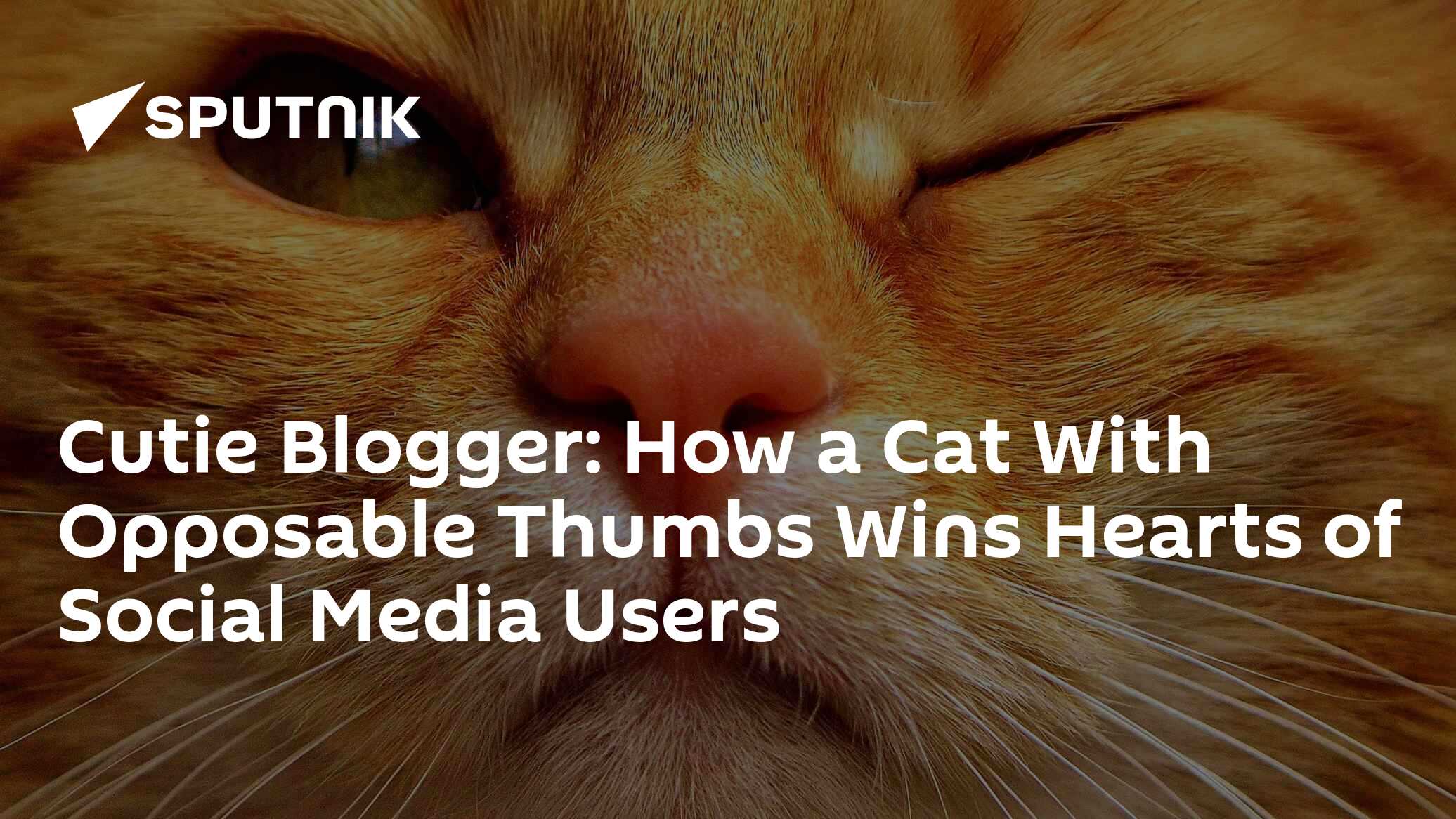 Cutie Blogger: How a Cat With Opposable Thumbs Wins Hearts of Social ...