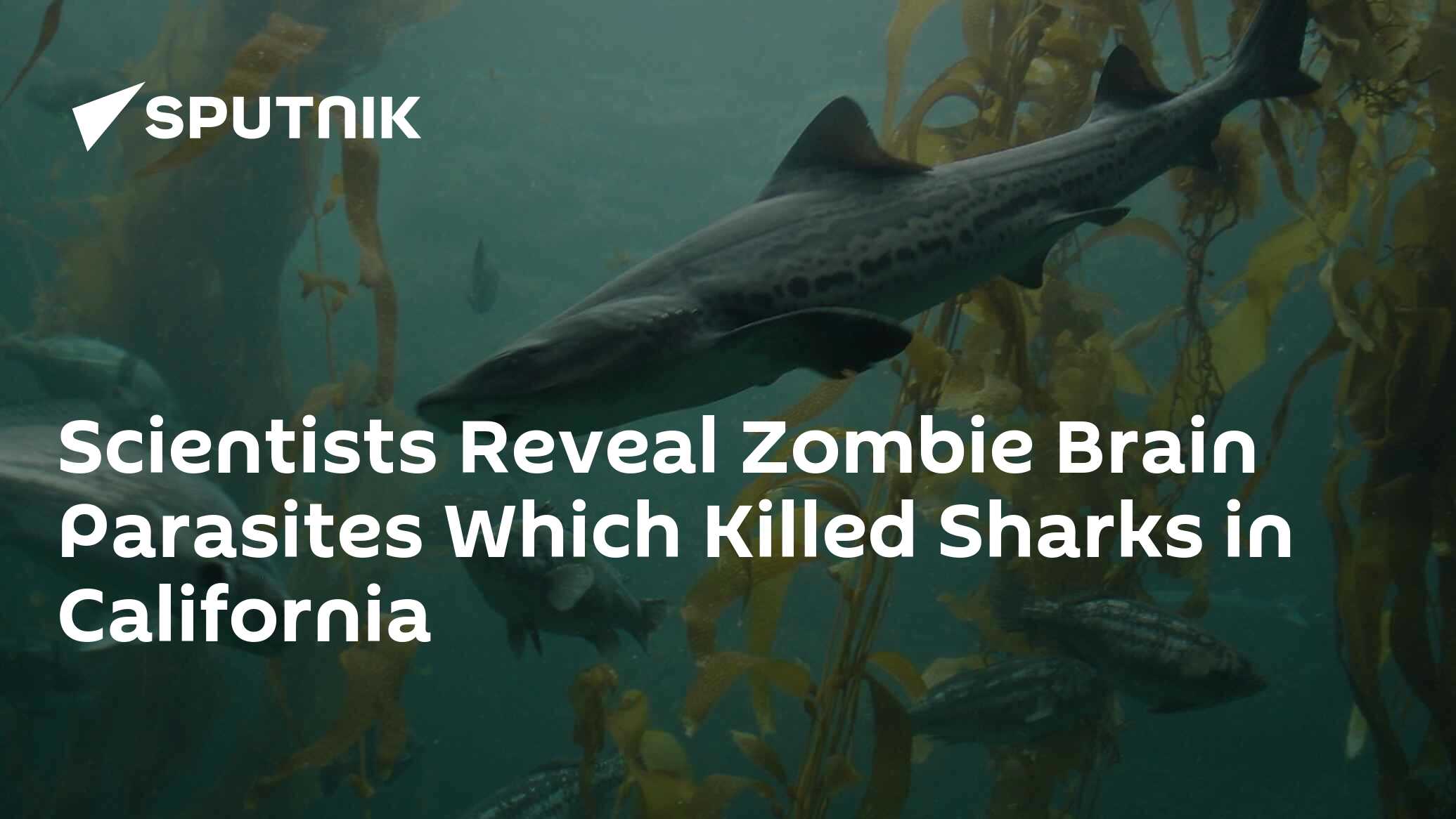 Scientists Reveal Zombie Brain Parasites Which Killed Sharks in ...