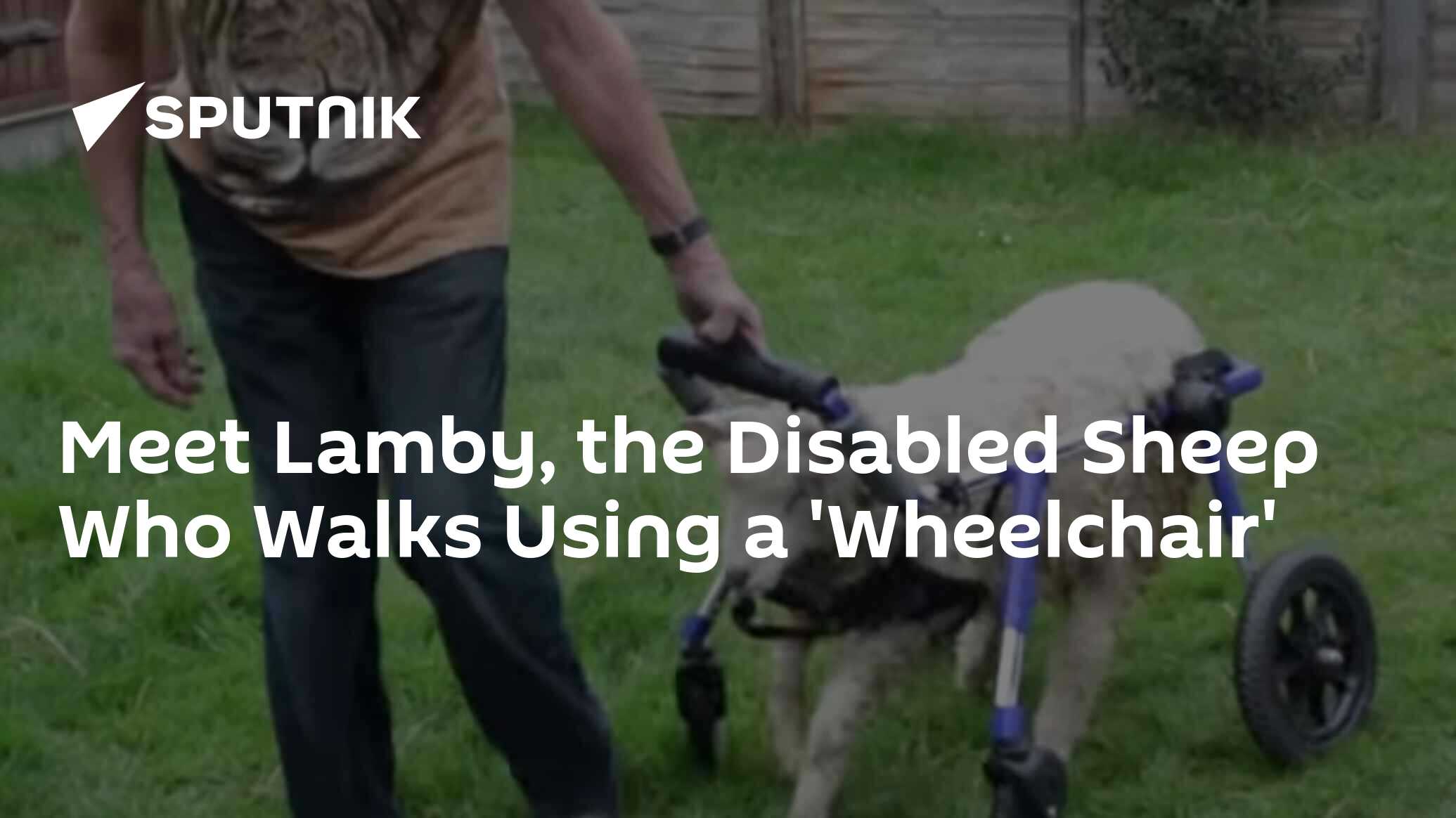 Meet Lamby, the Disabled Sheep Who Walks Using a 'Wheelchair' - 11.11. ...