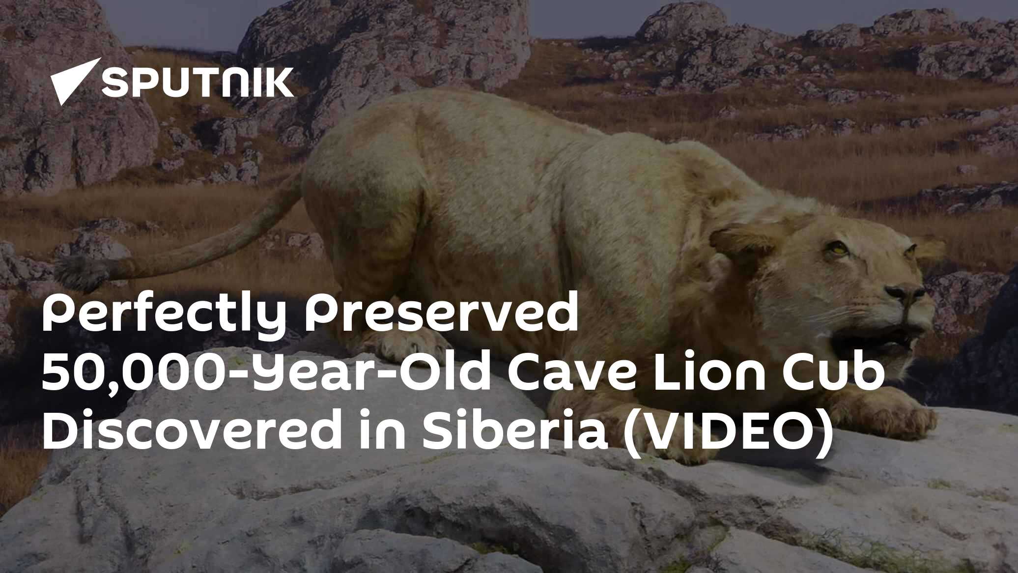 Perfectly Preserved 50,000-Year-Old Cave Lion Cub Discovered in Siberia ...