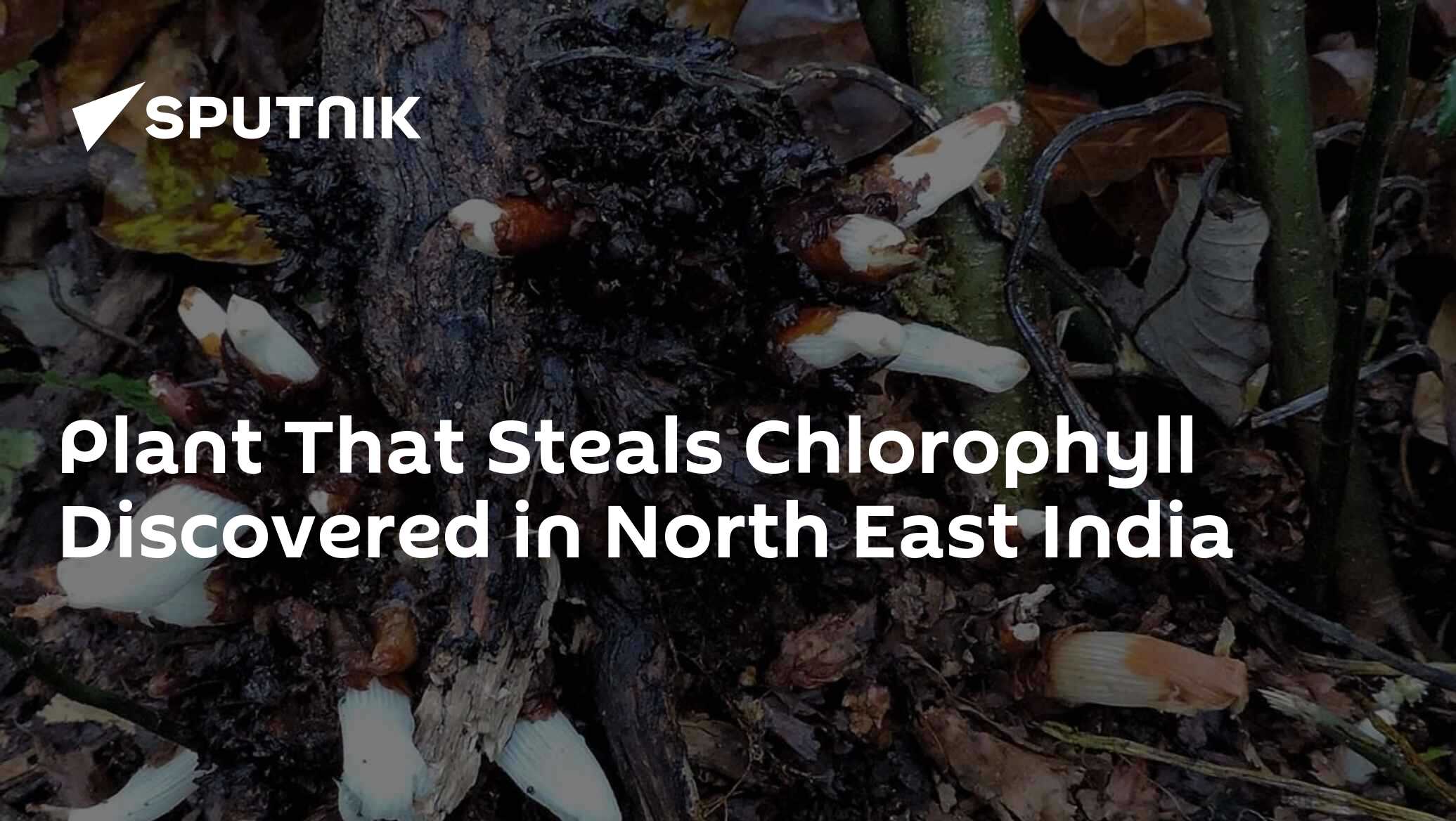 Plant That Steals Chlorophyll Discovered in North East India - 20.11. ...