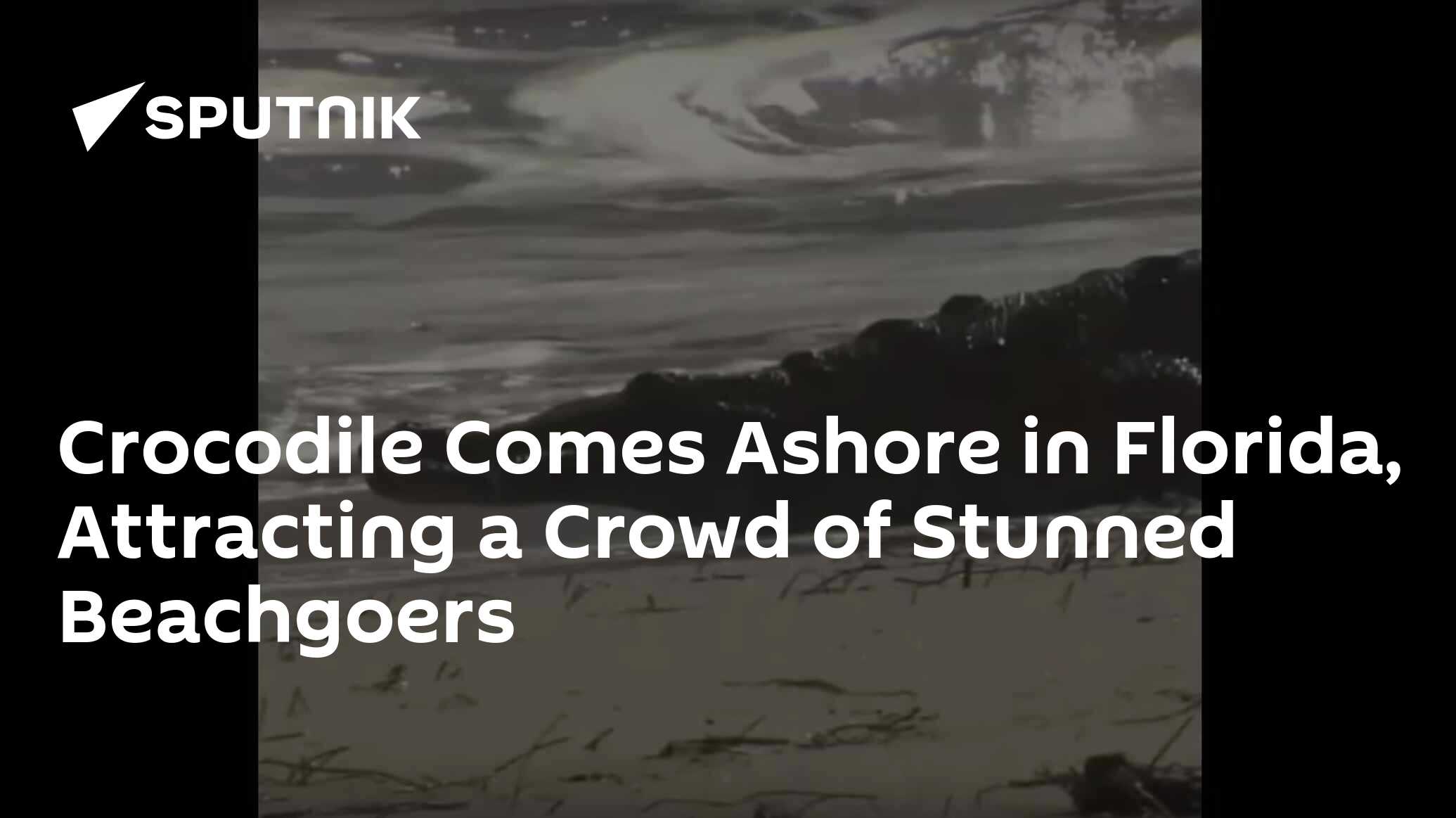 Crocodile Comes Ashore in Florida, Attracting a Crowd of Stunned ...