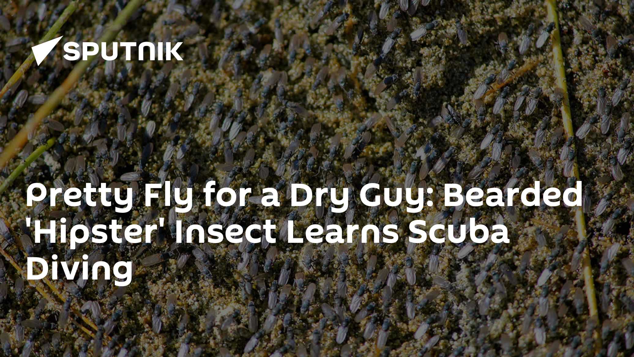 Pretty Fly for a Dry Guy: Bearded 'Hipster' Insect Learns Scuba Diving ...