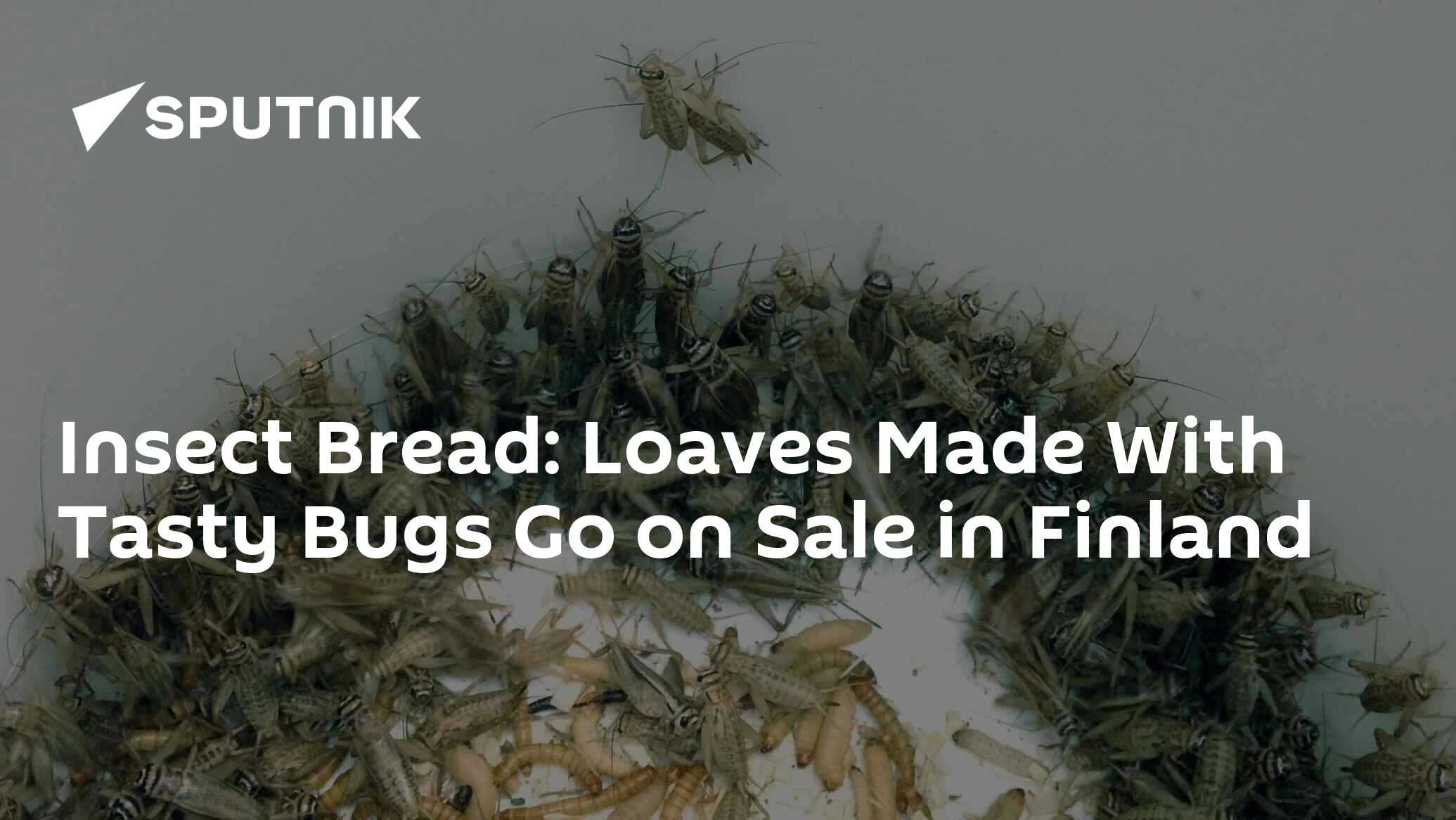 Insect Bread: Loaves Made With Tasty Bugs Go on Sale in Finland - 27.11 ...