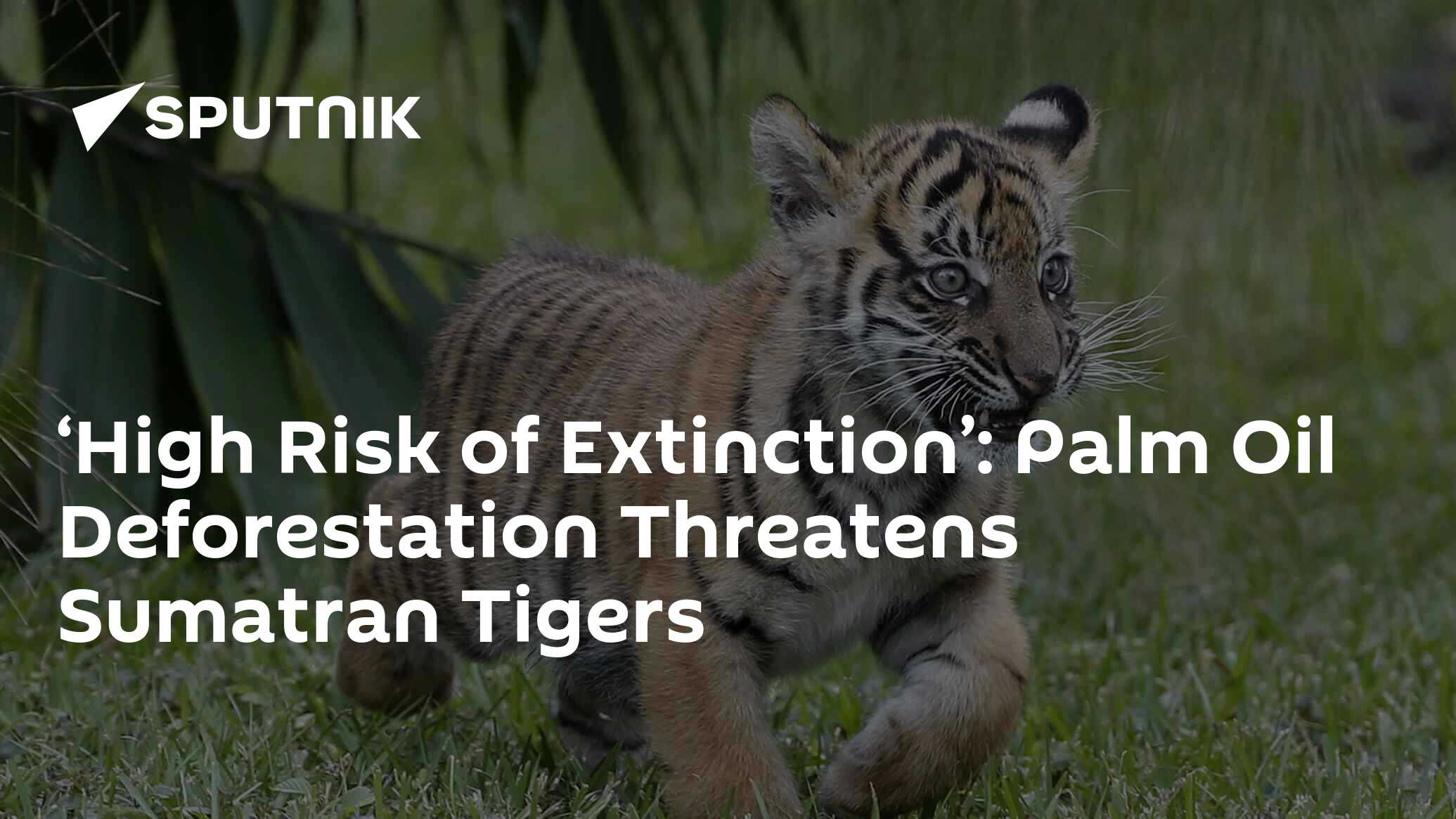 ‘High Risk of Extinction’: Palm Oil Deforestation Threatens Sumatran ...