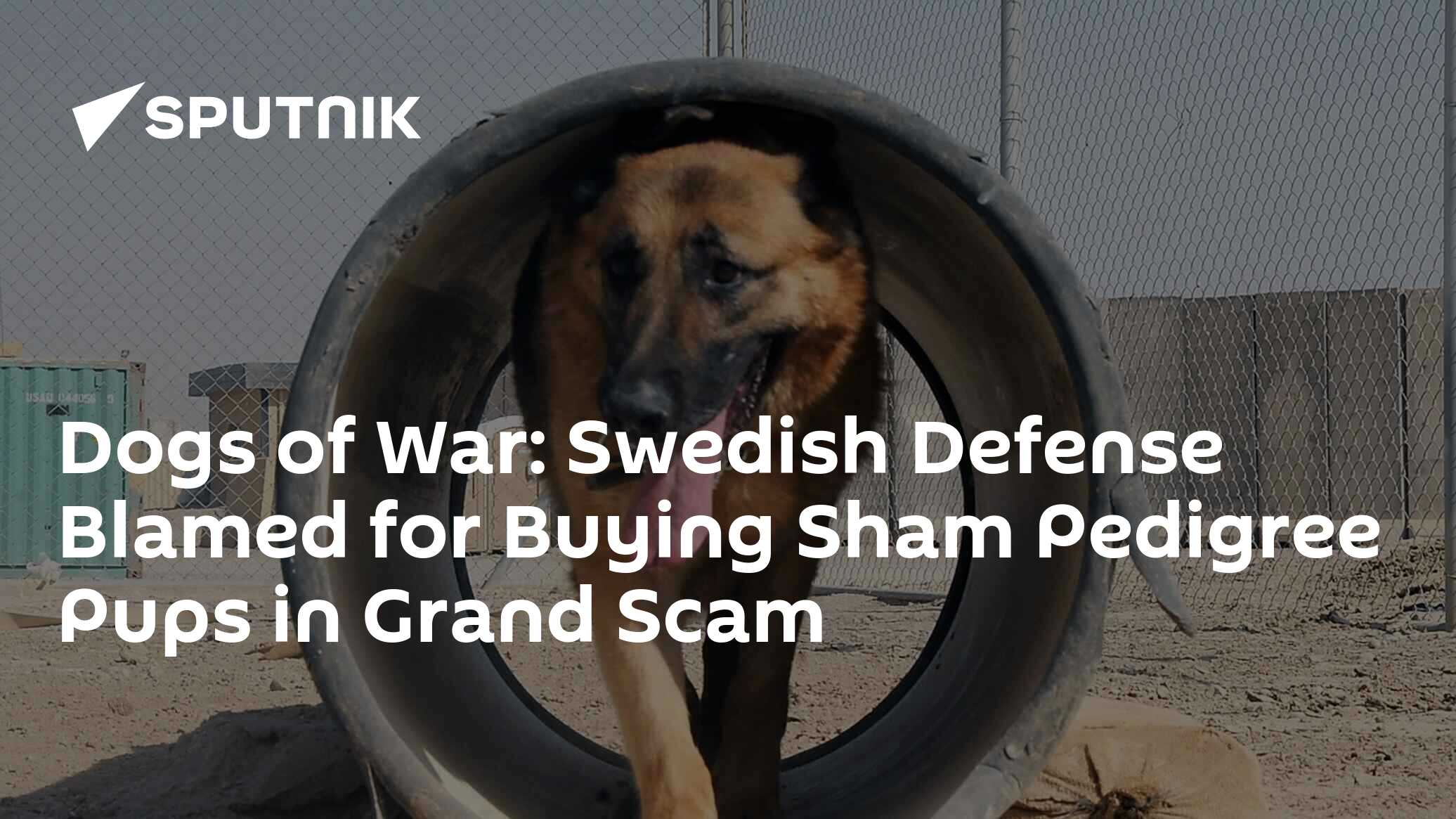 Dogs of War: Swedish Defense Blamed for Buying Sham Pedigree Pups in ...