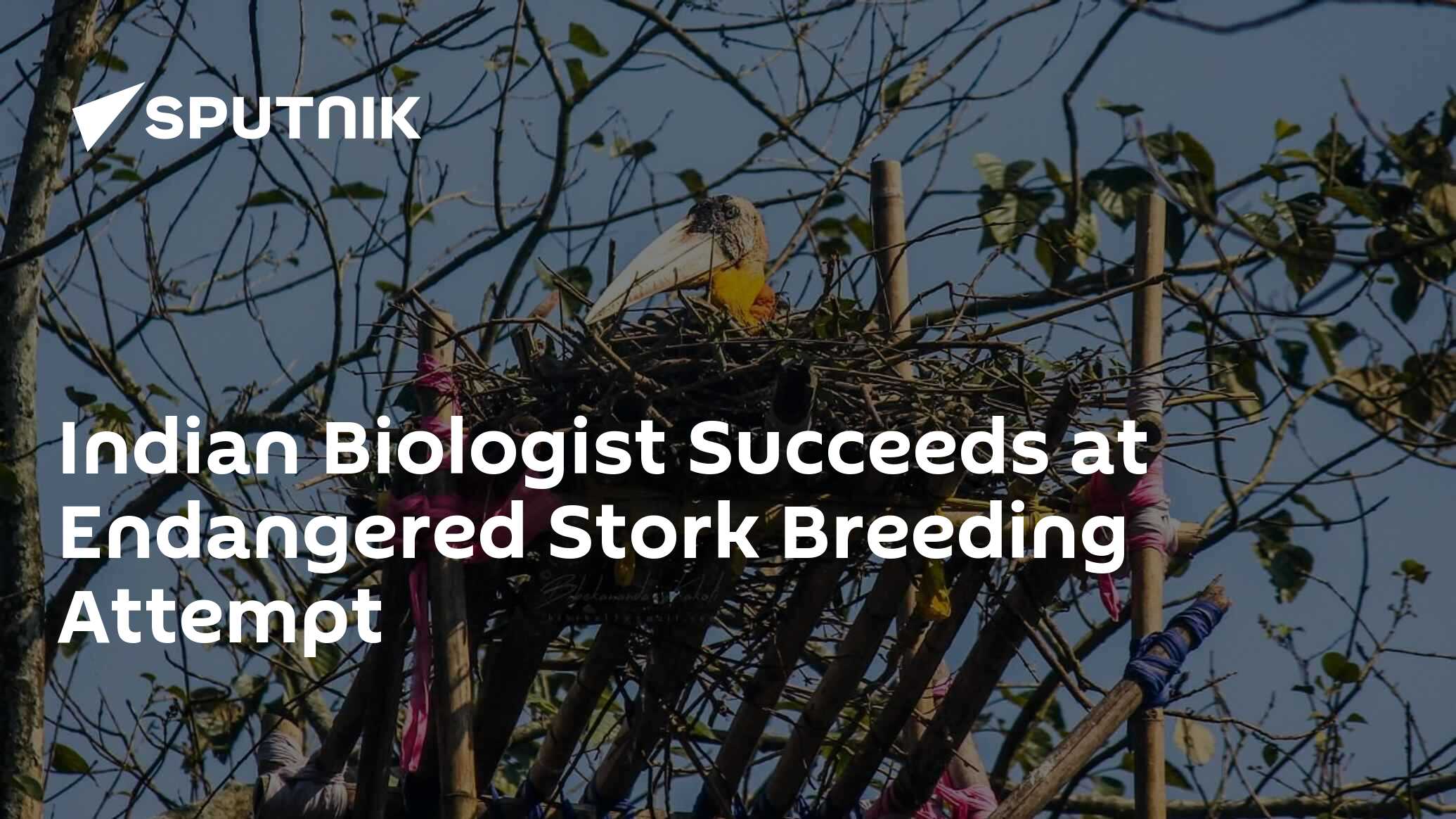 Indian Biologist Succeeds at Endangered Stork Breeding Attempt - 18.12. ...