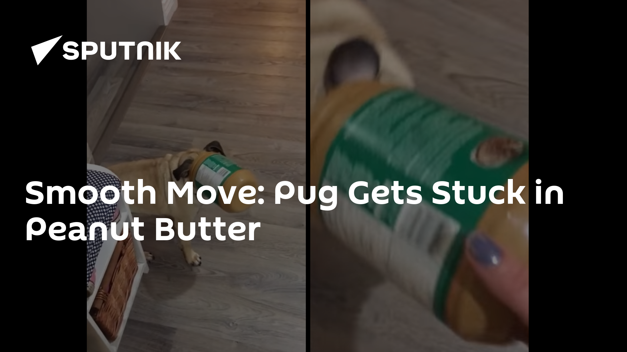 Smooth Move: Pug Gets Stuck in Peanut Butter - 19.12.2017, Sputnik ...