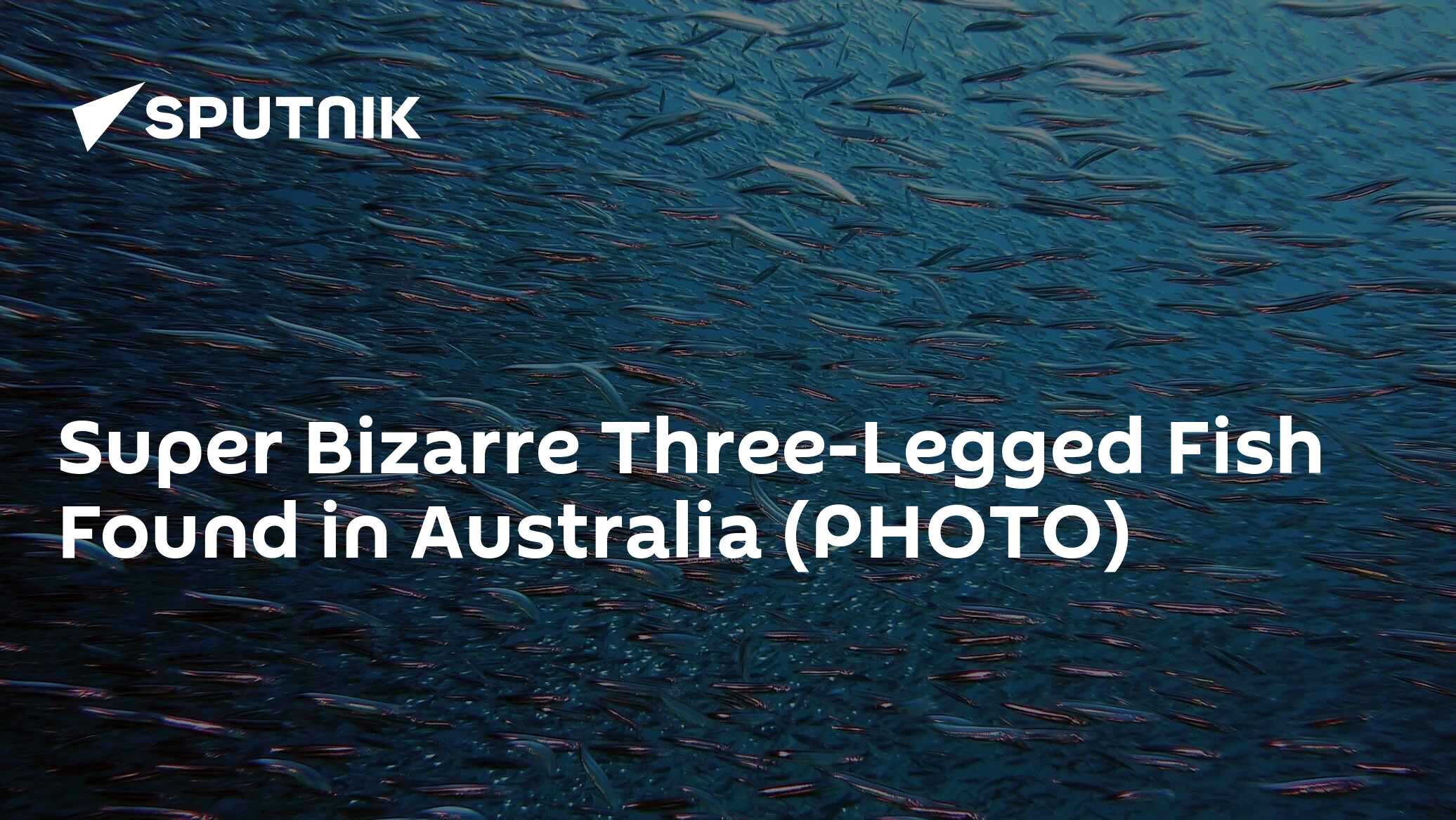 Super Bizarre Three-Legged Fish Found in Australia (PHOTO) - 27.12.2017 ...