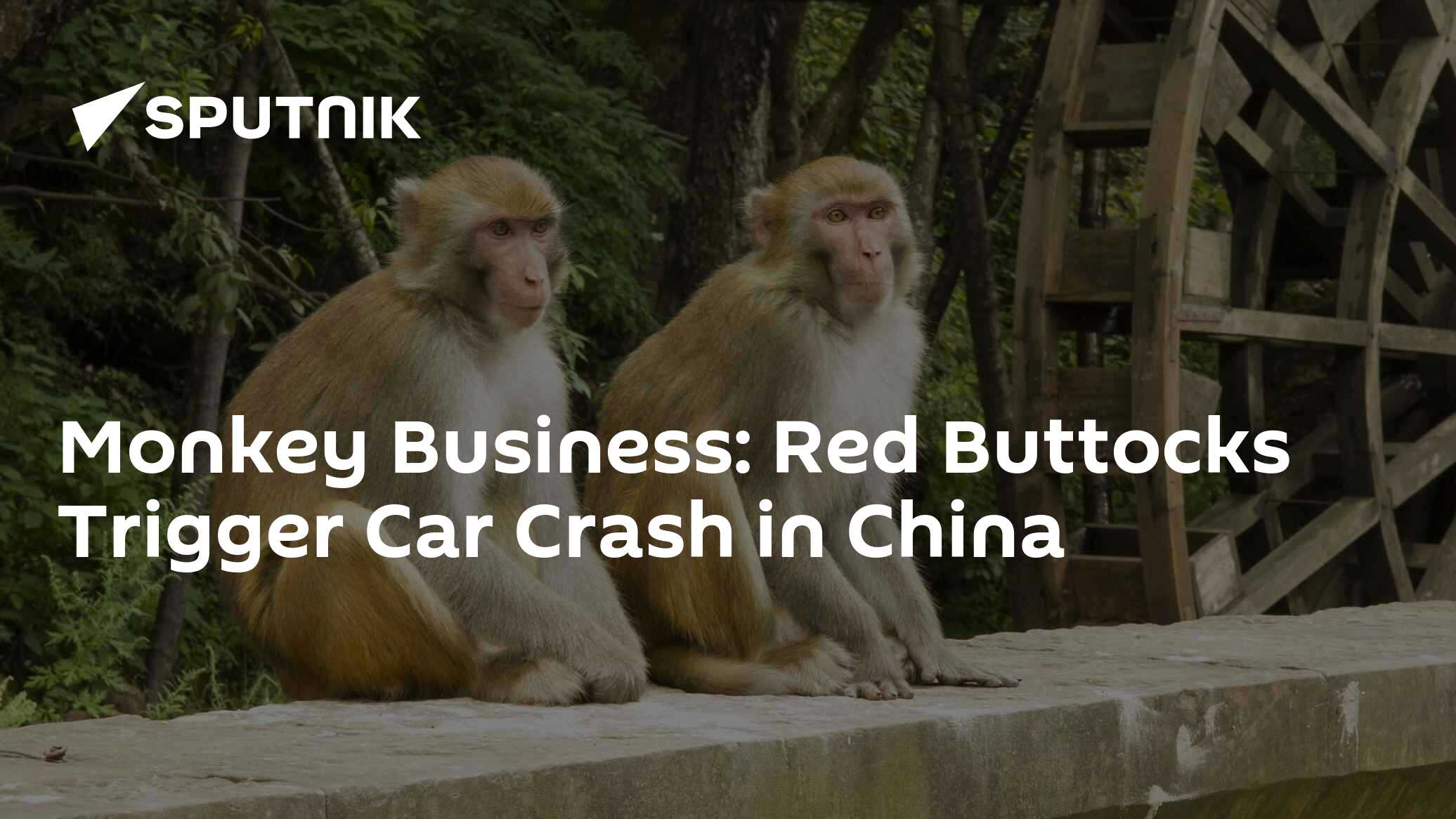 Monkey Business: Red Buttocks Trigger Car Crash in China - 28.12.2017 ...