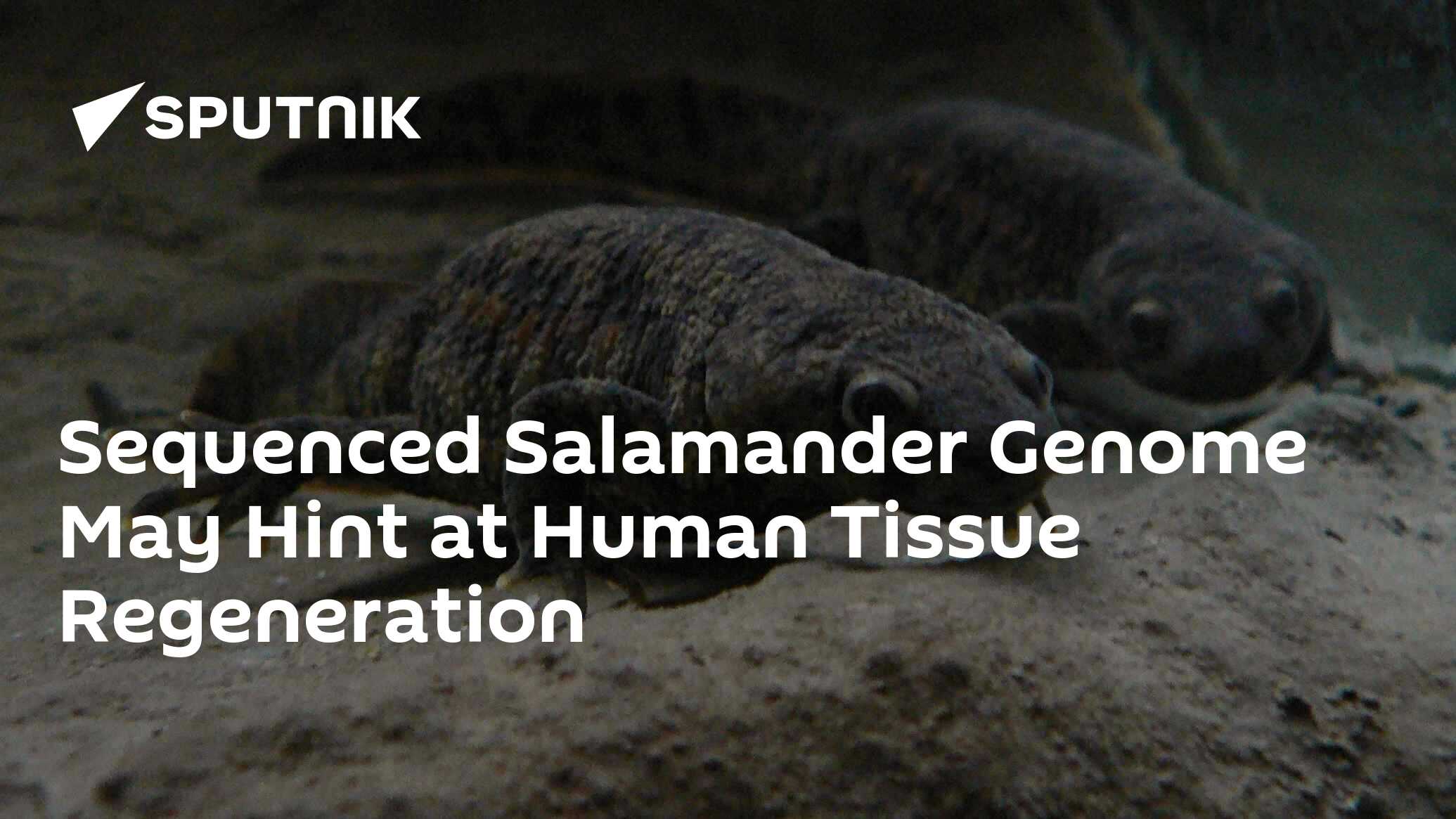 Sequenced Salamander Genome May Hint at Human Tissue Regeneration - 29. ...