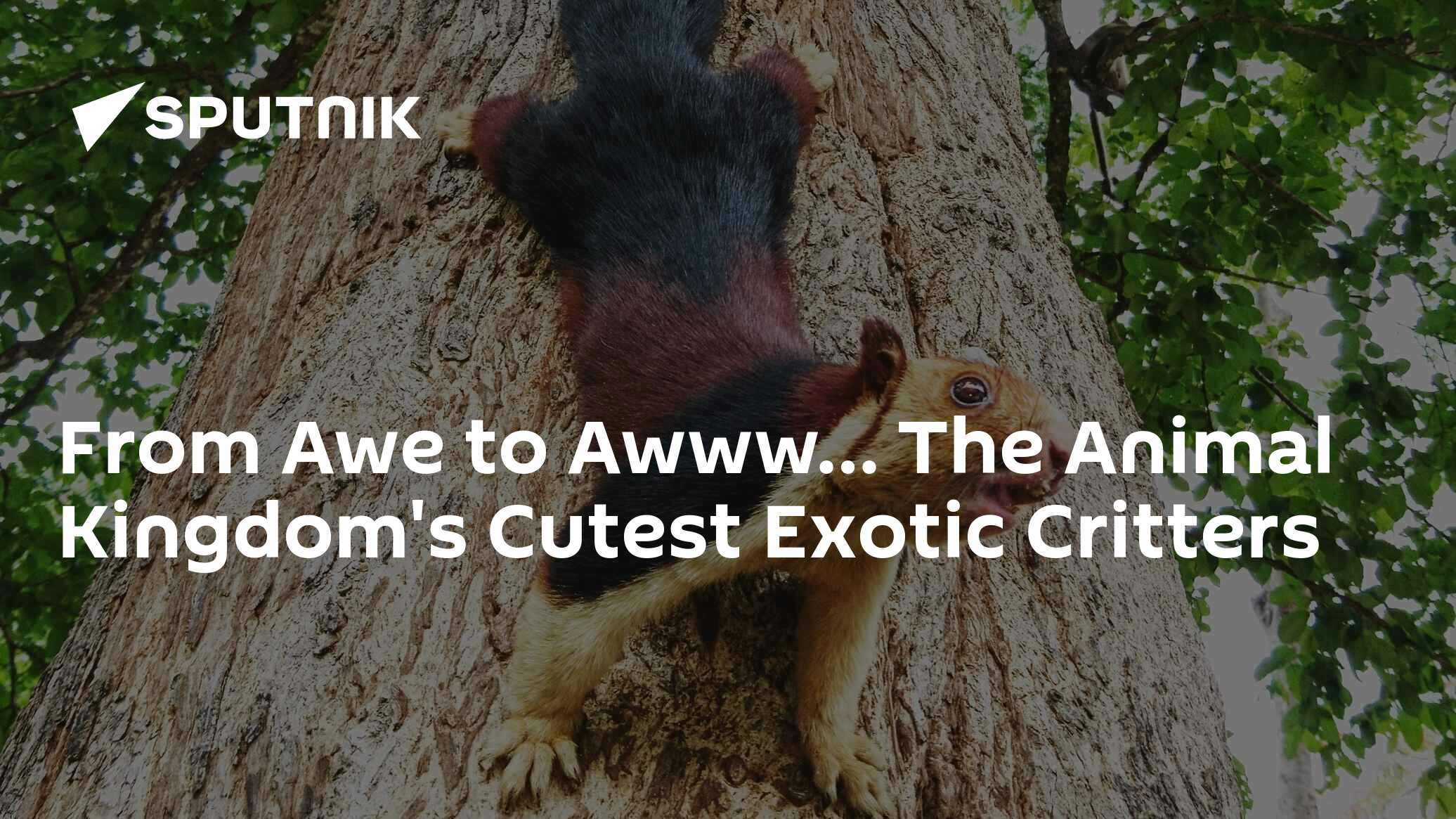 From Awe to Awww… The Animal Kingdom's Cutest Exotic Critters - 07.01. ...