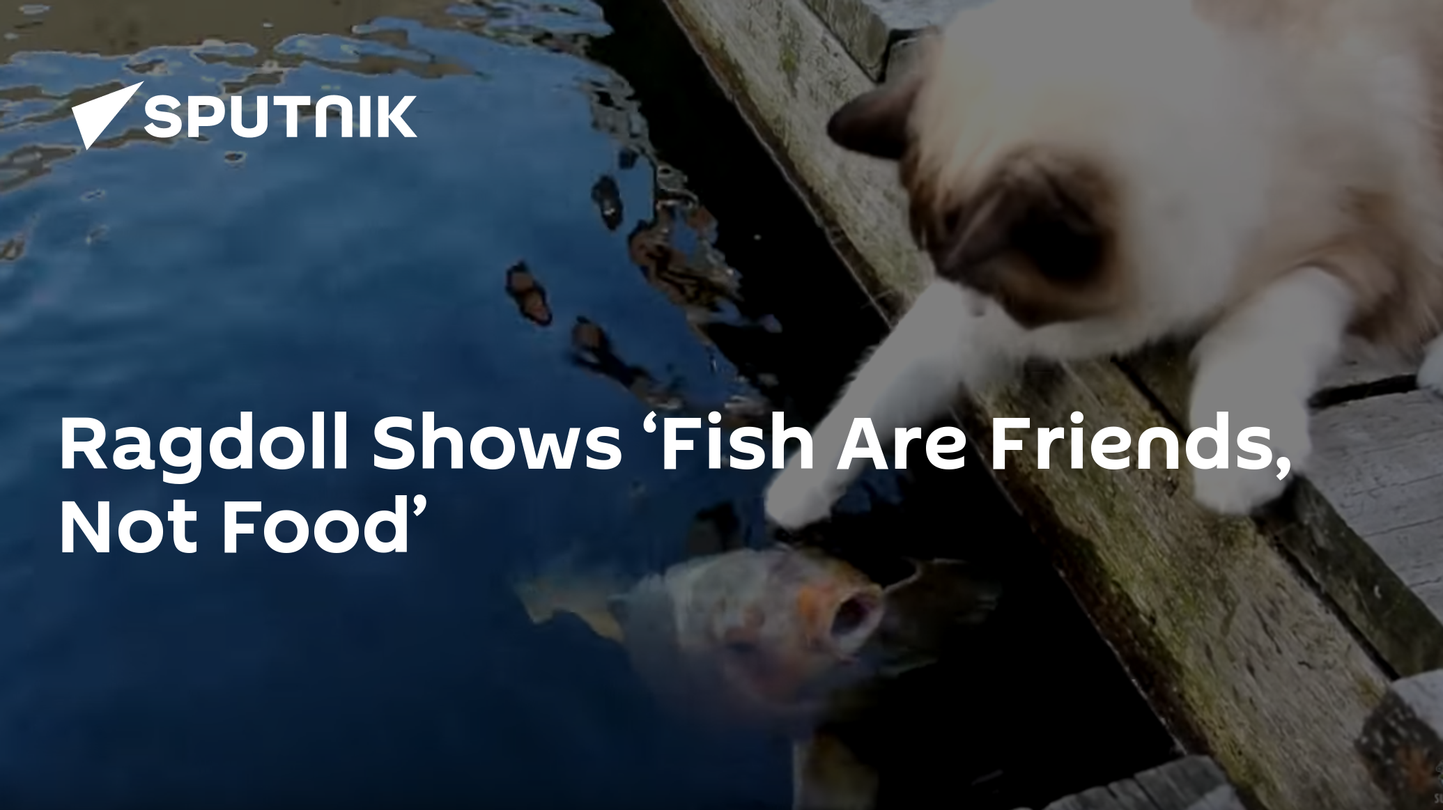 Ragdoll Shows ‘Fish Are Friends, Not Food’ - 08.01.2018, Sputnik ...