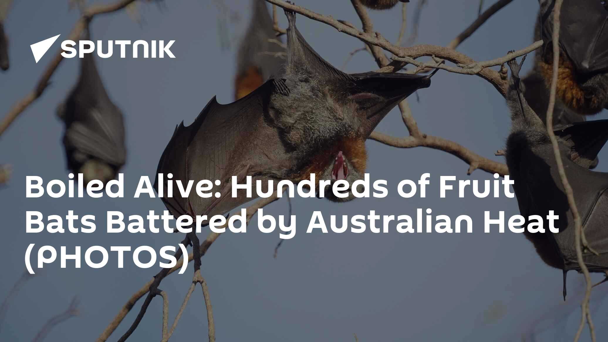 Boiled Alive: Hundreds of Fruit Bats Battered by Australian Heat ...