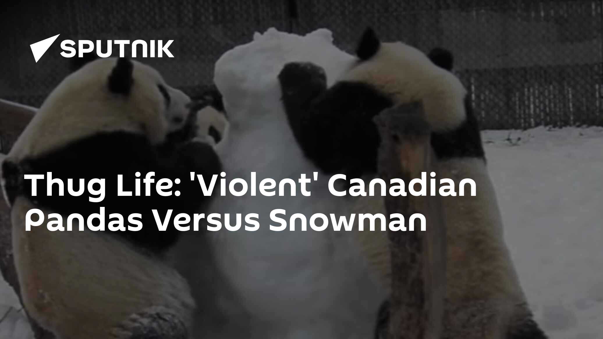 Thug Life: 'Violent' Canadian Pandas Versus Snowman - 15.01.2018 ...