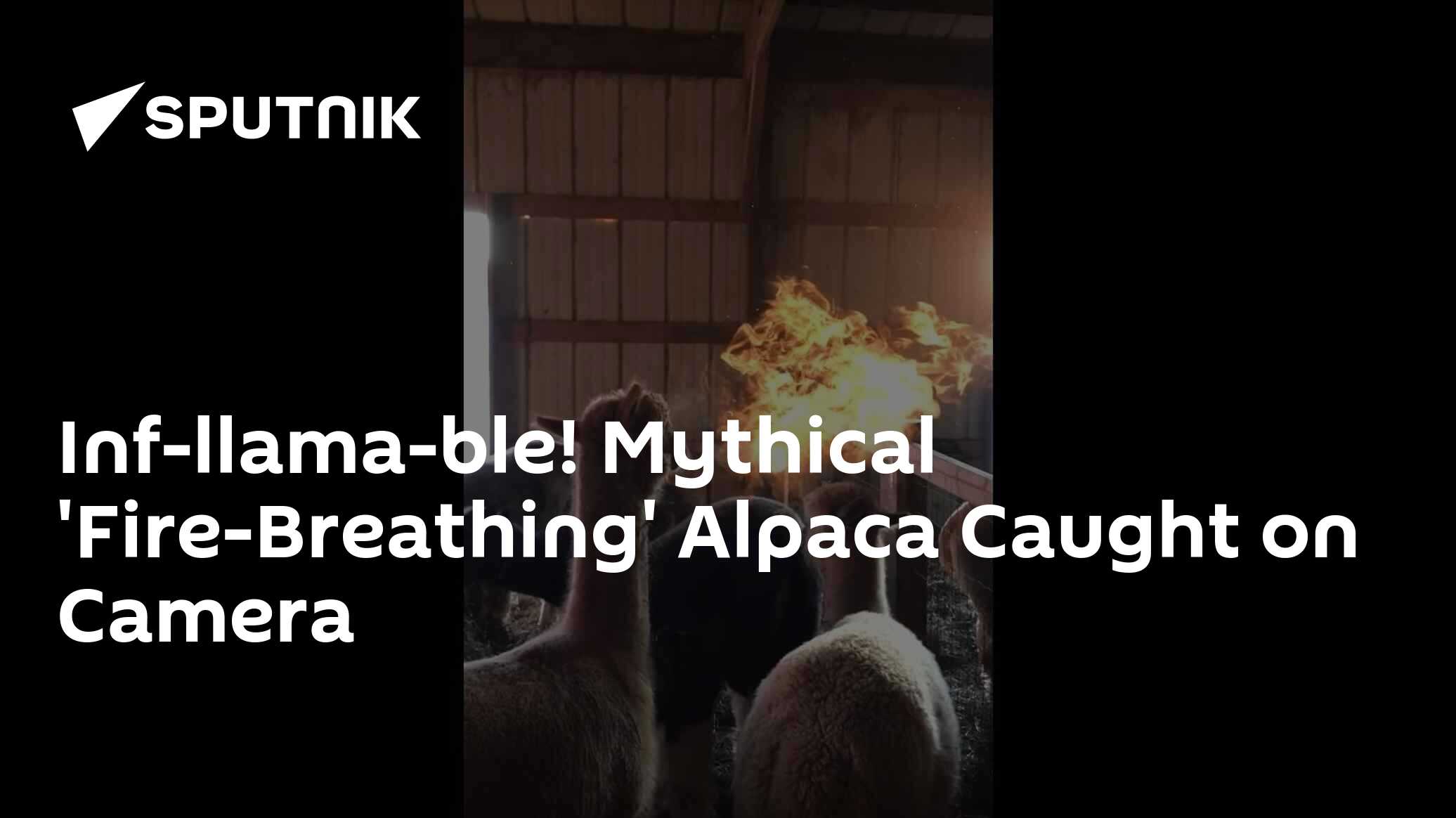 Inf-llama-ble! Mythical 'Fire-Breathing' Alpaca Caught on Camera - 17. ...