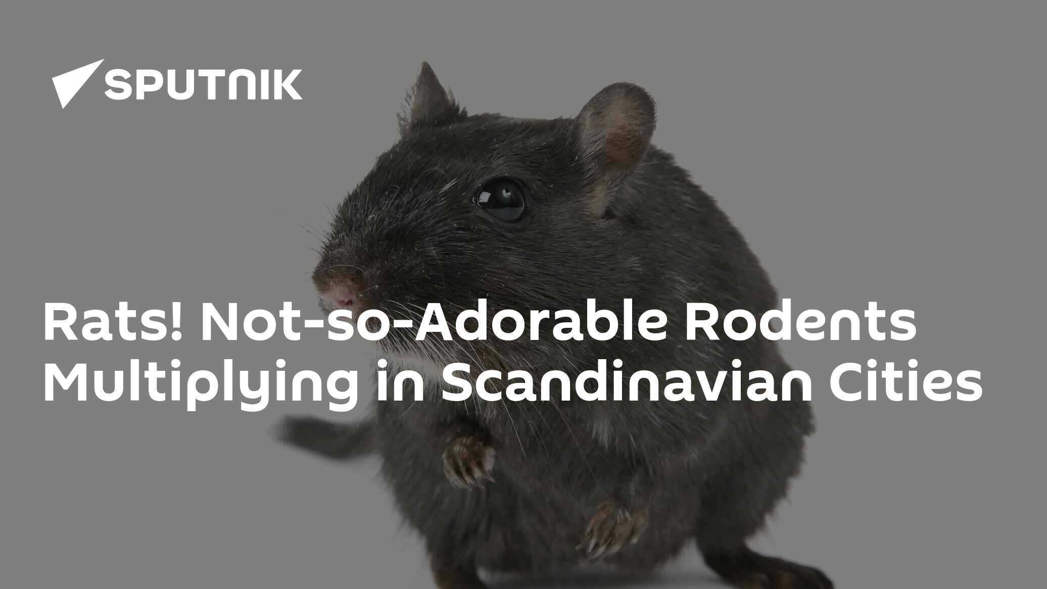 Rats! Not-so-Adorable Rodents Multiplying in Scandinavian Cities - 19. ...