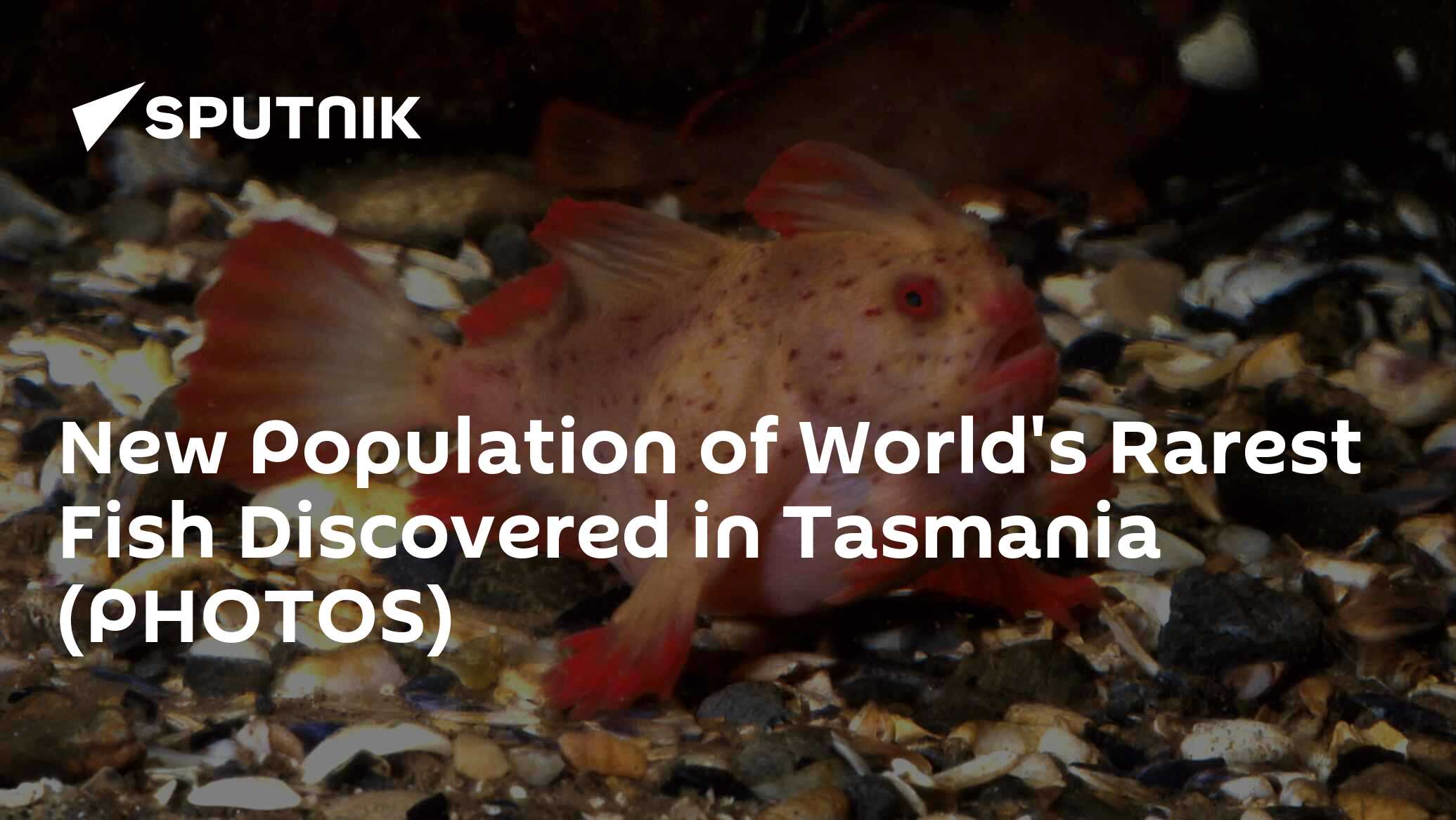 New Population of World's Rarest Fish Discovered in Tasmania (PHOTOS ...