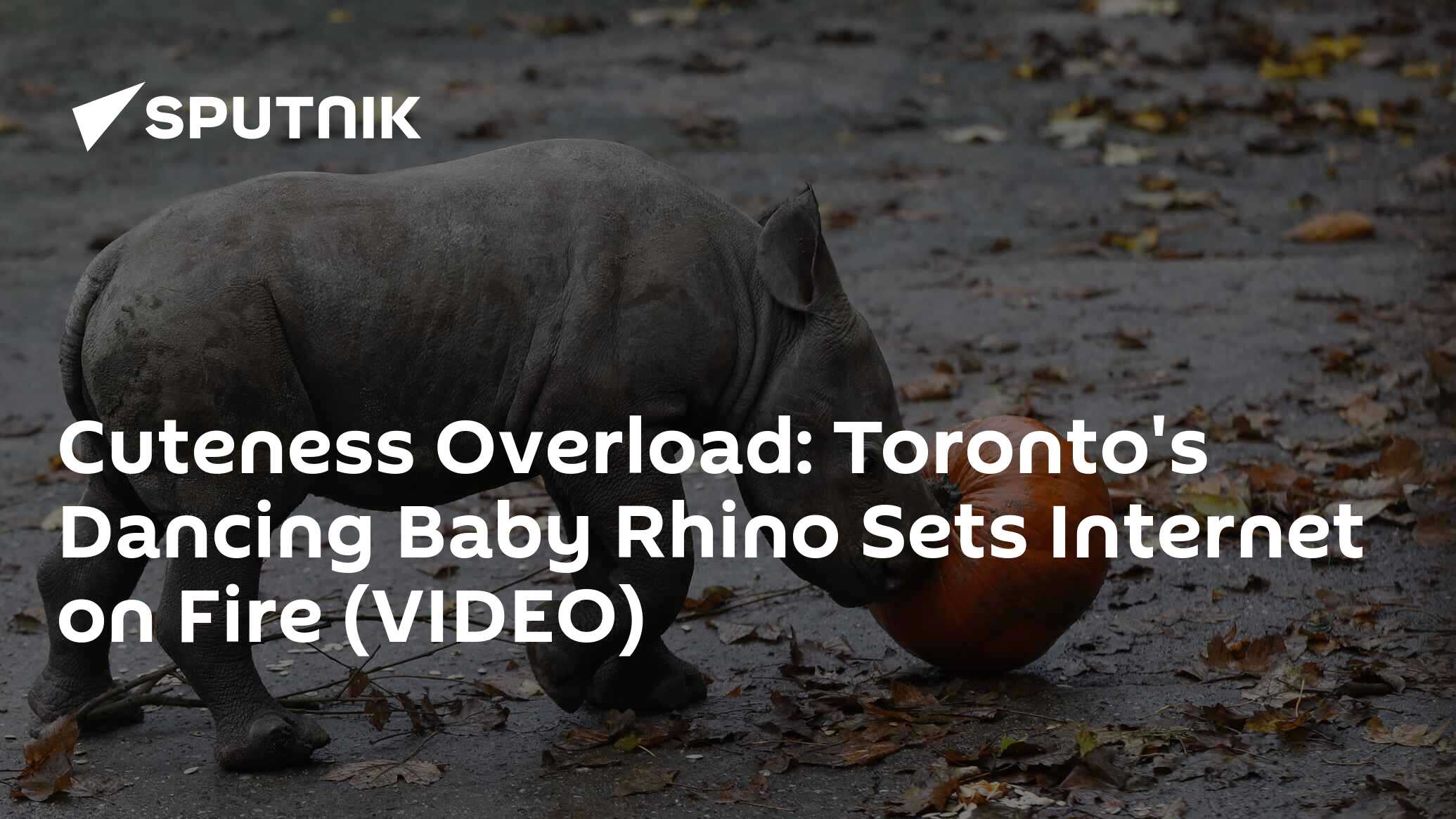 Cuteness Overload: Toronto's Dancing Baby Rhino Sets Internet on Fire ...