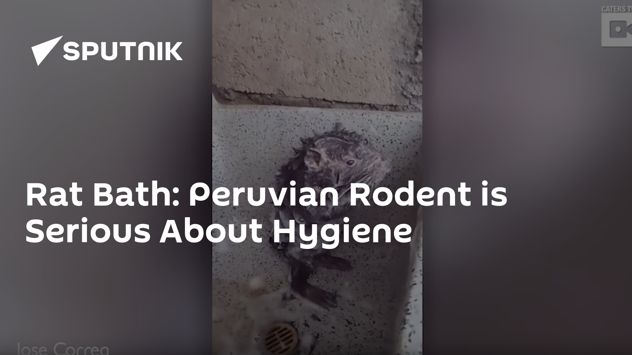 Rat Bath: Peruvian Rodent is Serious About Hygiene - 29.01.2018 ...