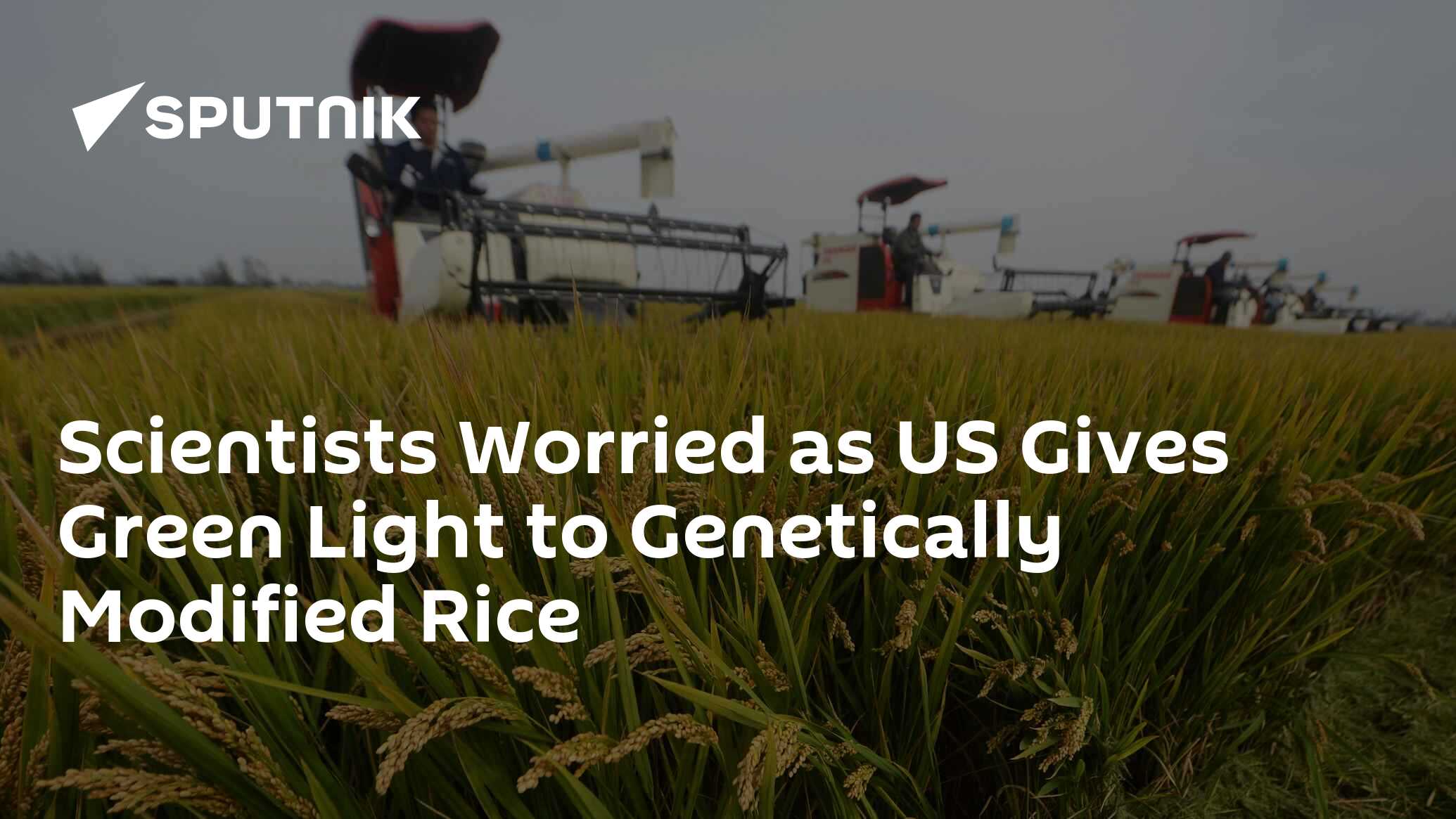 Scientists Worried as US Gives Green Light to Genetically Modified Rice ...