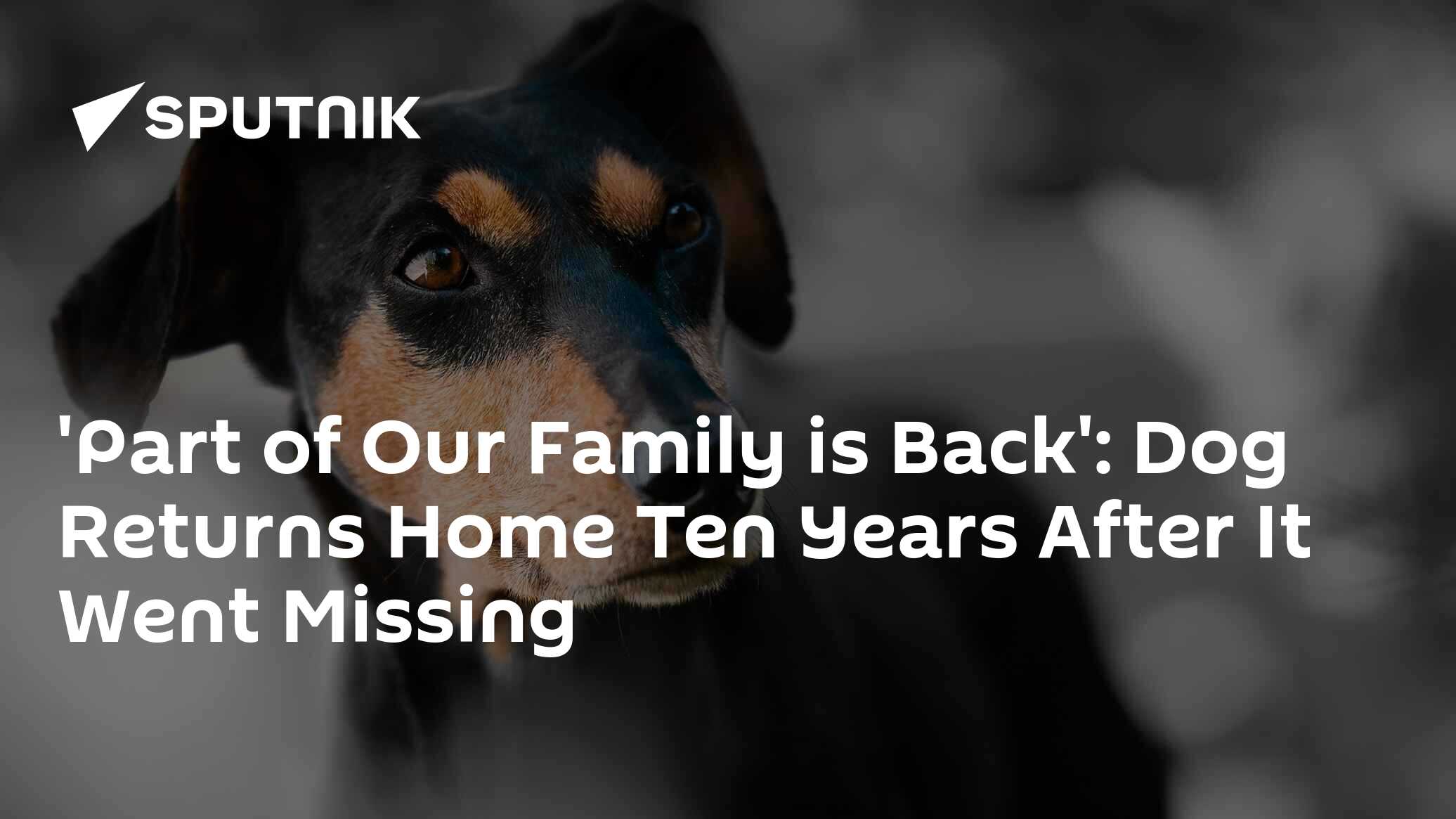 'Part of Our Family is Back': Dog Returns Home Ten Years After It Went ...