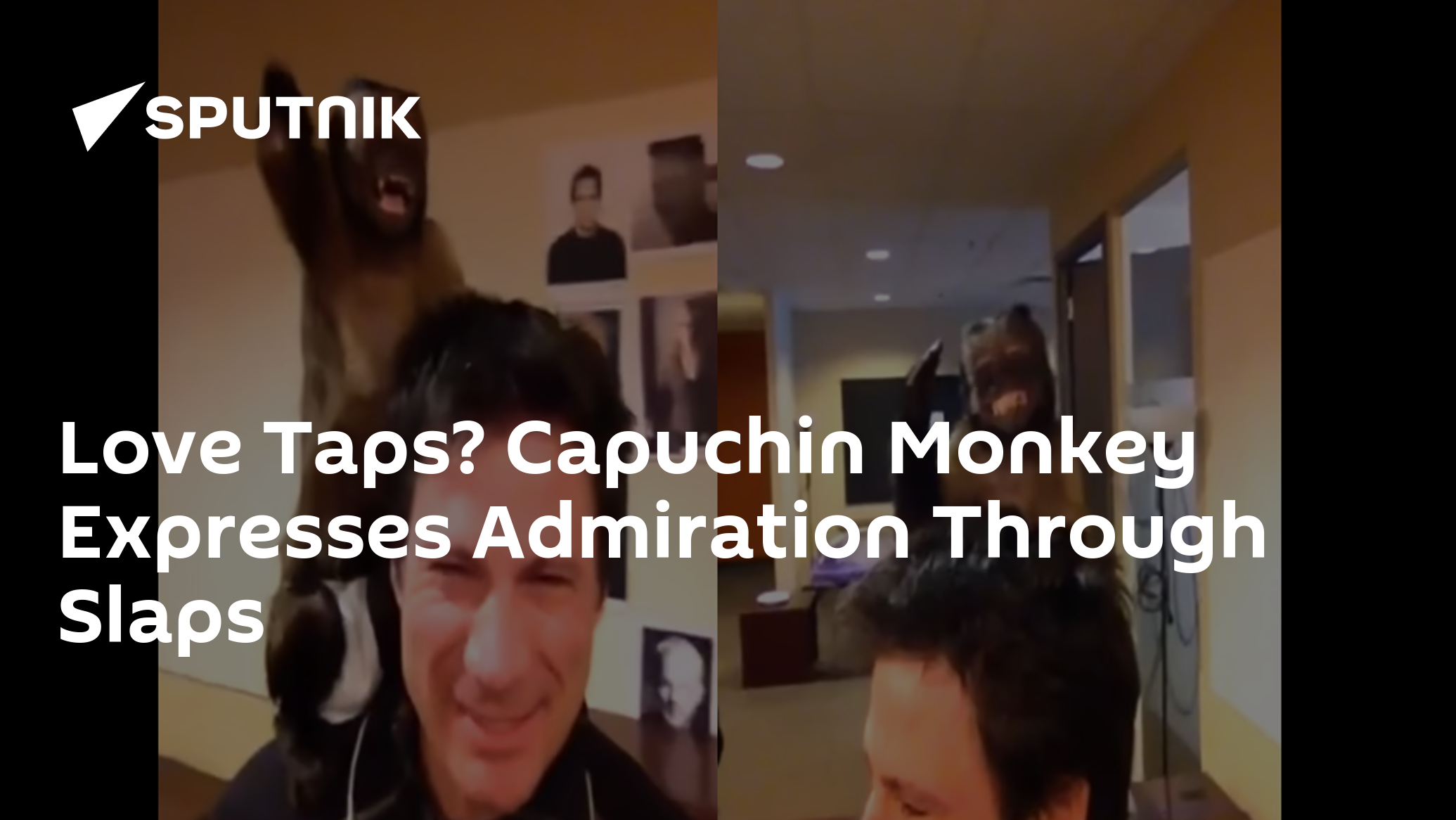 Love Taps? Capuchin Monkey Expresses Admiration Through Slaps - 23.02. ...