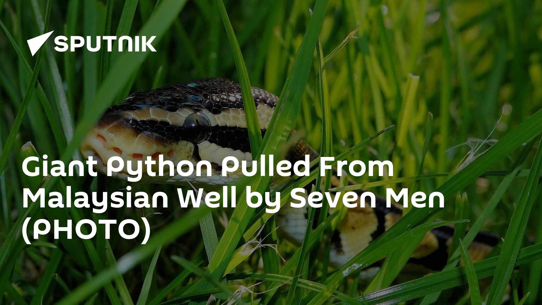 Giant Python Pulled From Malaysian Well by Seven Men (PHOTO) - 26.02. ...