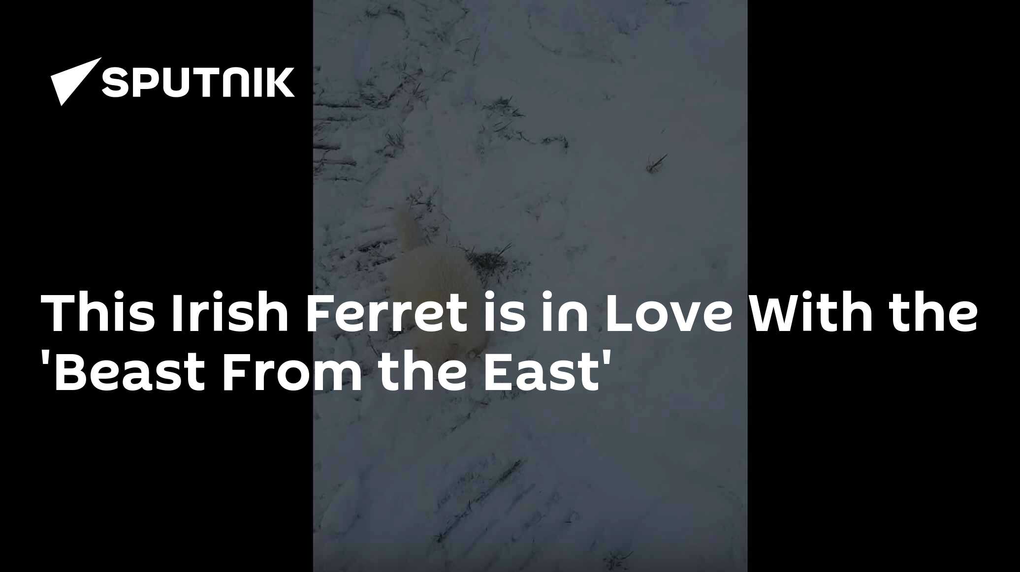 This Irish Ferret is in Love With the 'Beast From the East' - 06.03. ...