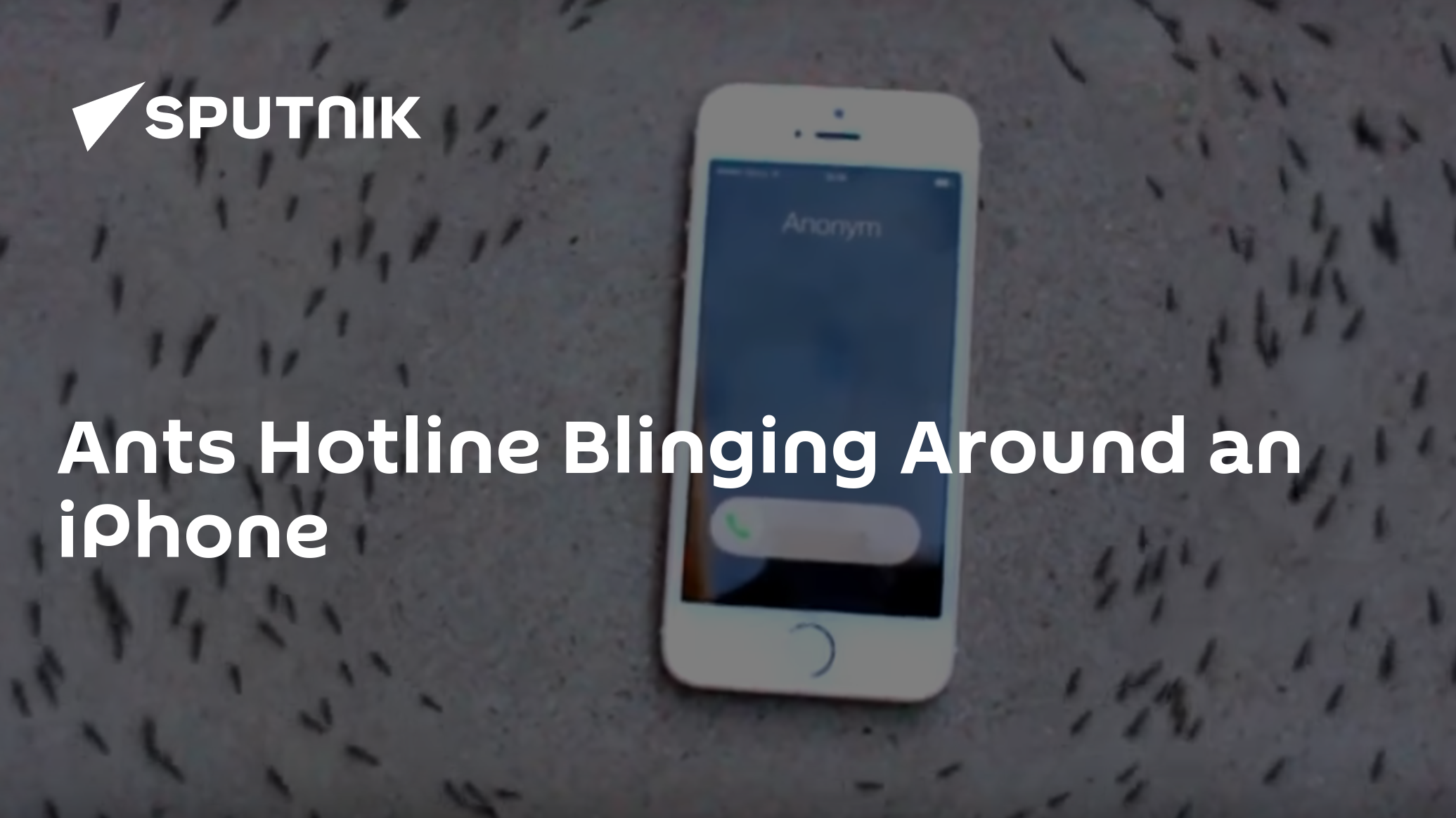 Ants Hotline Blinging Around an iPhone - 12.03.2018, Sputnik International