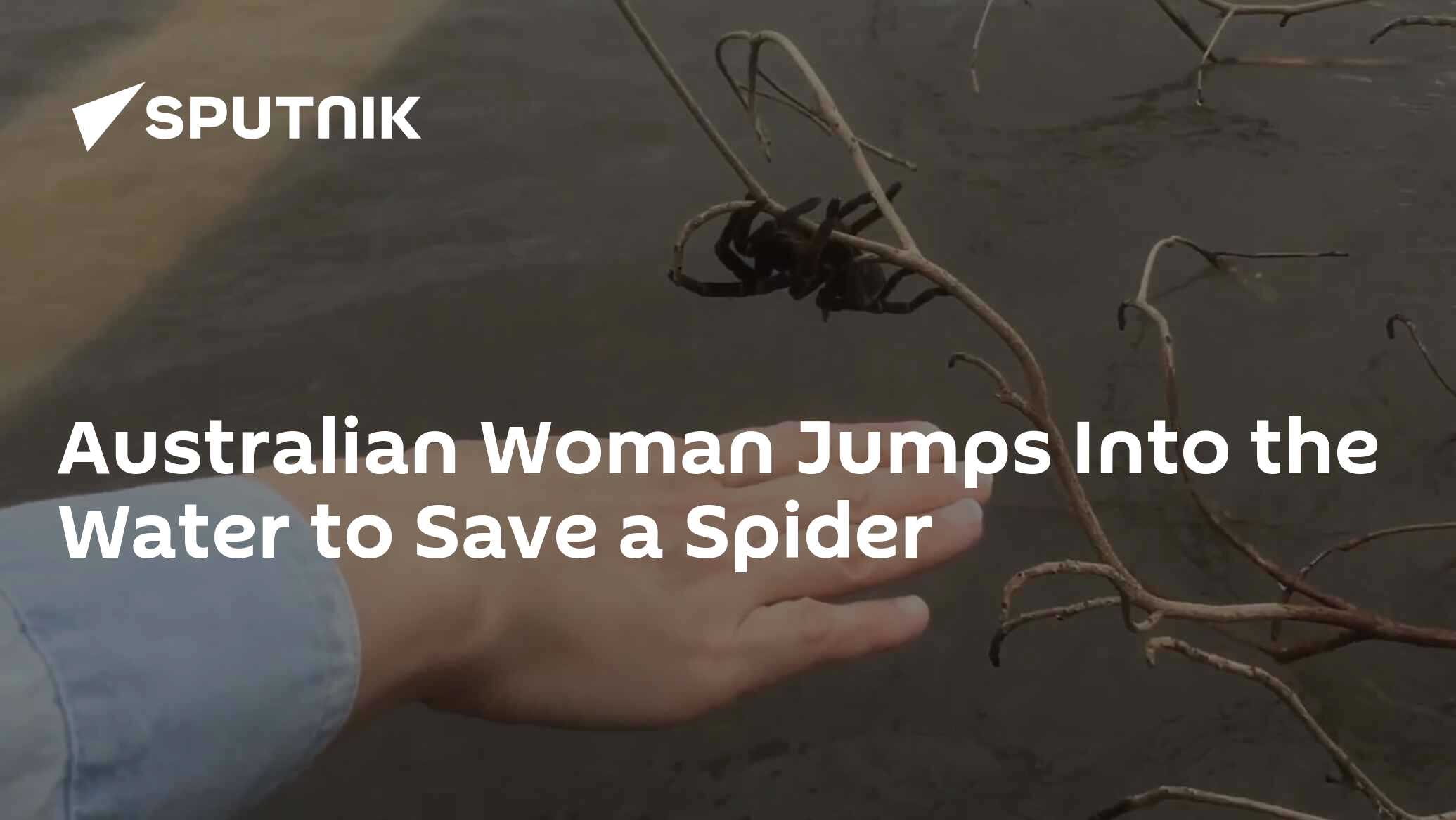 Australian Woman Jumps Into the Water to Save a Spider - 13.03.2018 ...