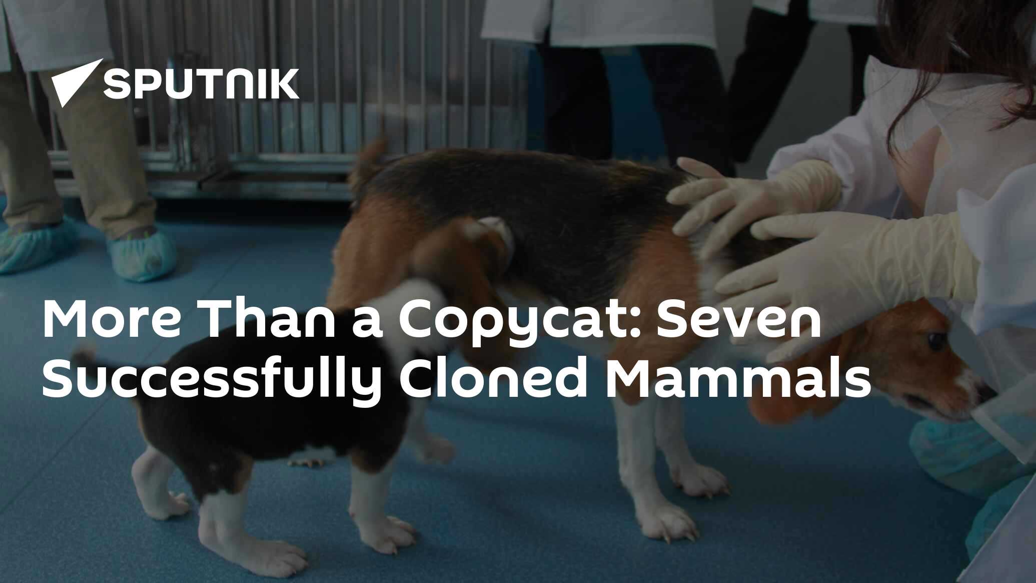 More Than a Copycat: Seven Successfully Cloned Mammals - 16.03.2018 ...