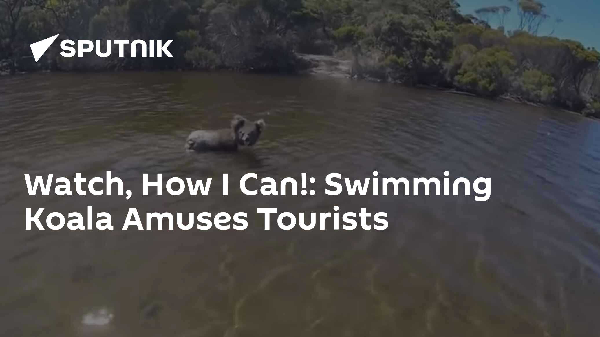 Watch, How I Can!: Swimming Koala Amuses Tourists - 18.03.2018, Sputnik ...